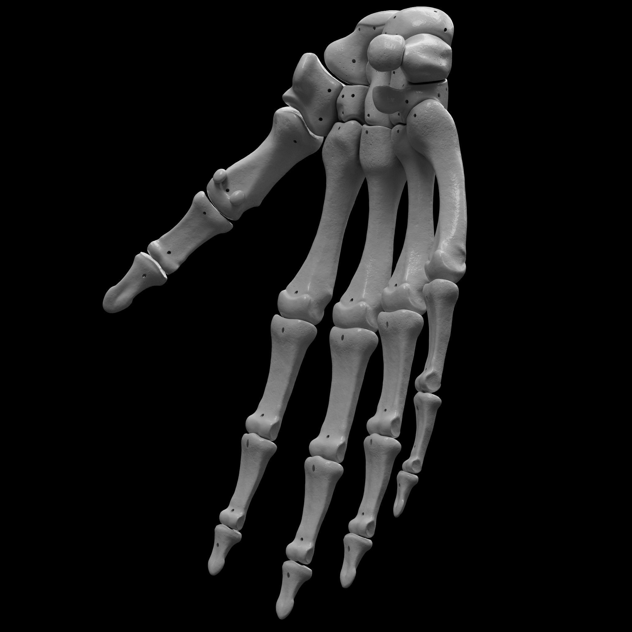 Human Rt Arm and Hand bones 3D model 3D printable | CGTrader