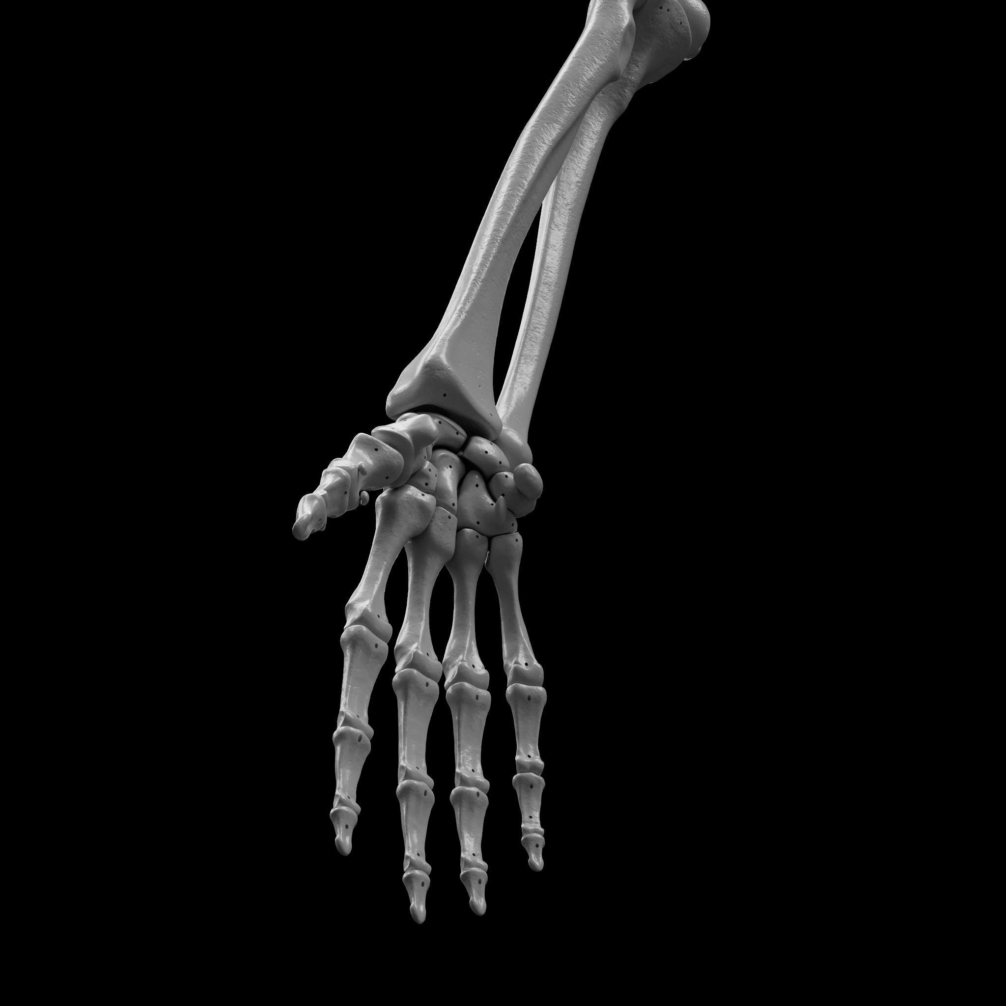 Human Rt Arm and Hand bones 3D model 3D printable | CGTrader