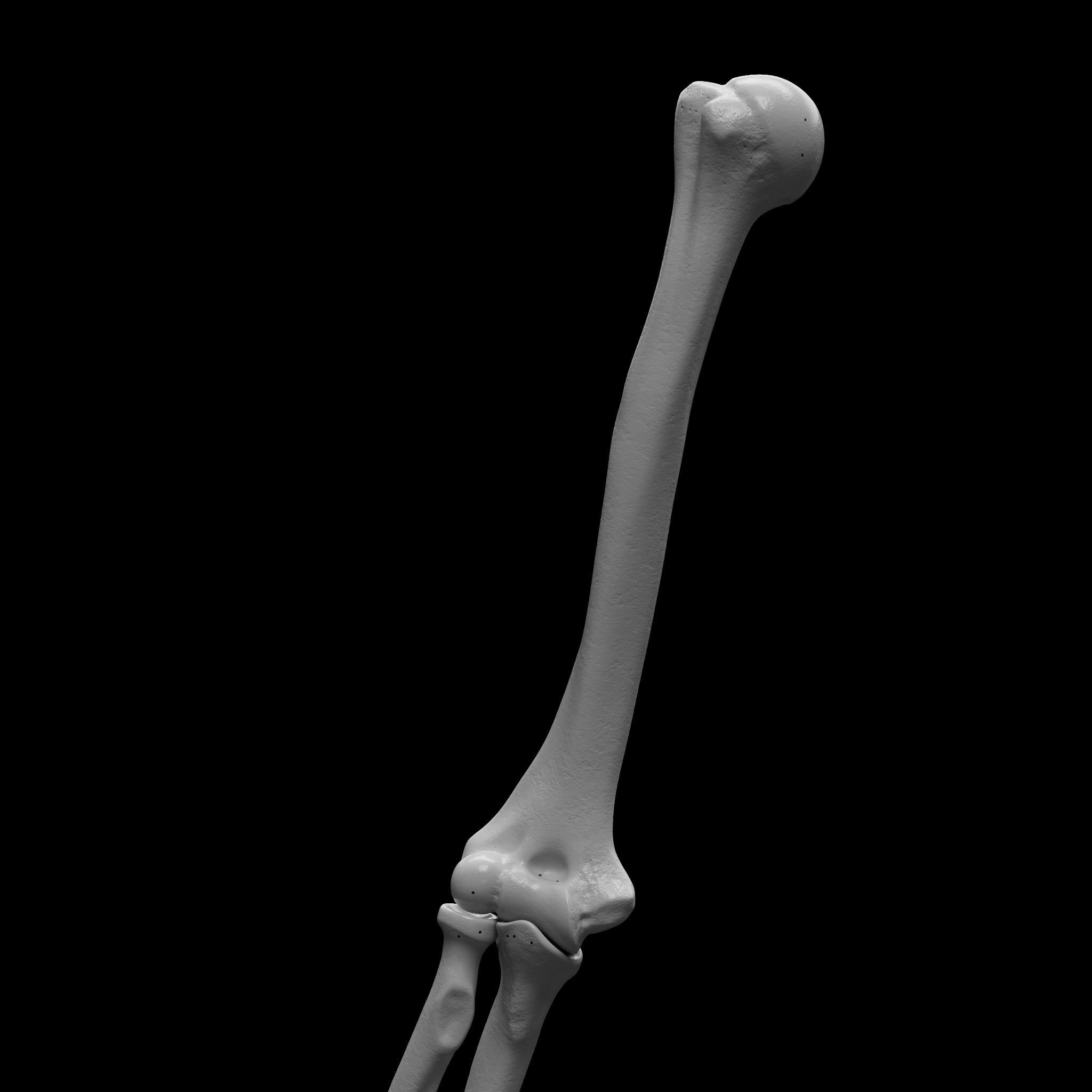 Human Rt Arm and Hand bones 3D model 3D printable | CGTrader