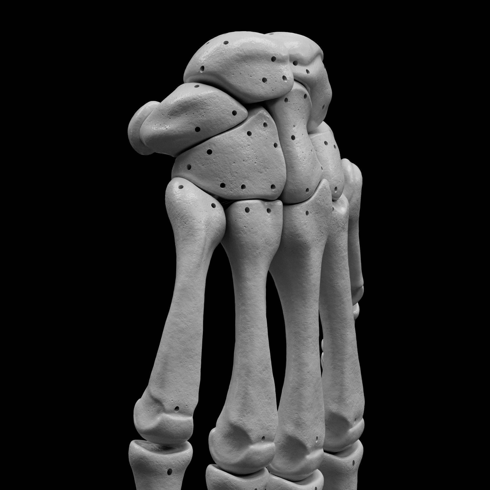 Human Rt Arm and Hand bones 3D model 3D printable | CGTrader