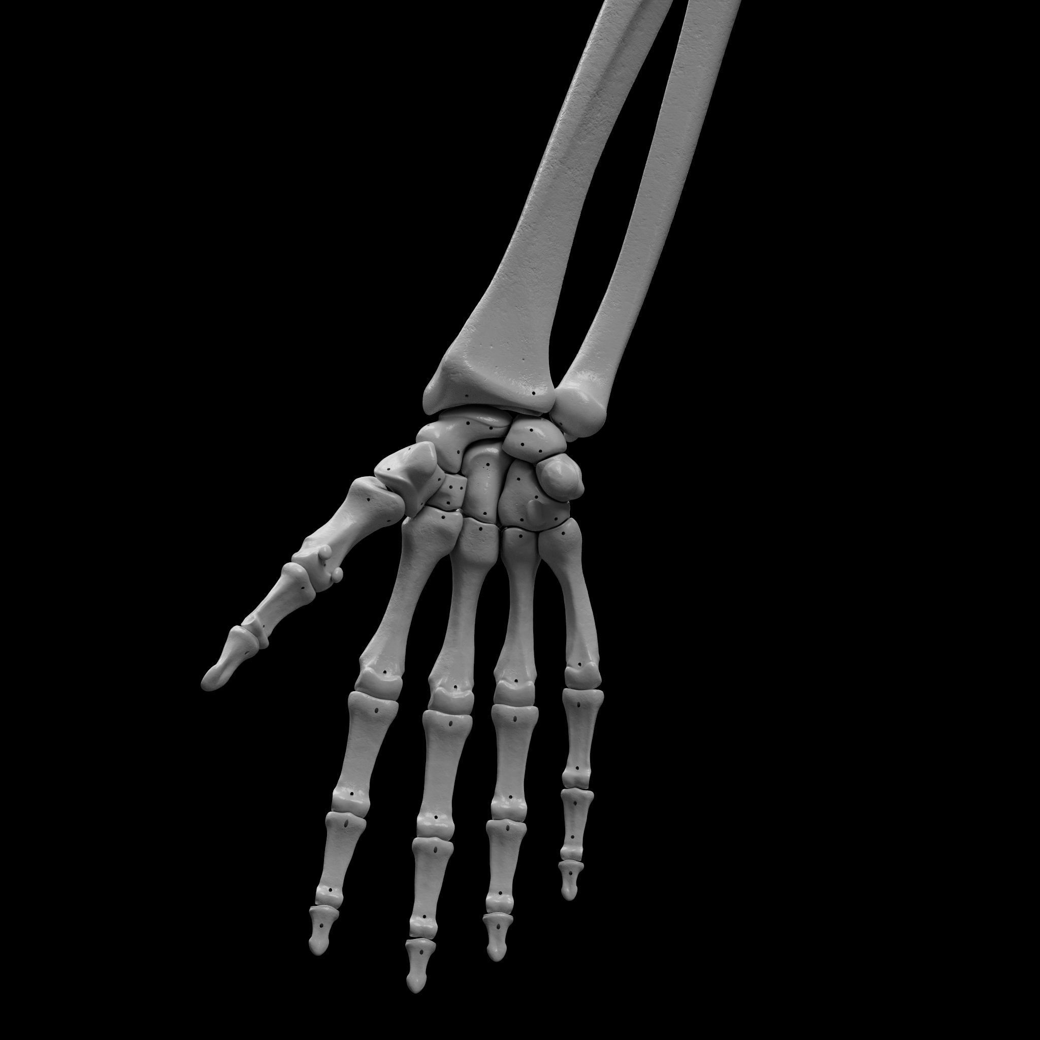 Human Rt Arm and Hand bones 3D model 3D printable | CGTrader