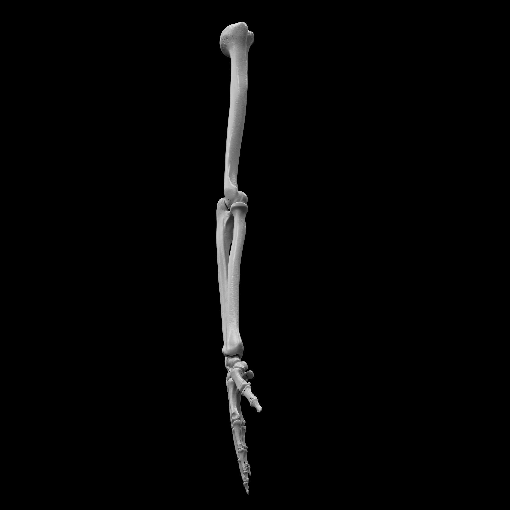 Human Rt Arm and Hand bones 3D model 3D printable | CGTrader