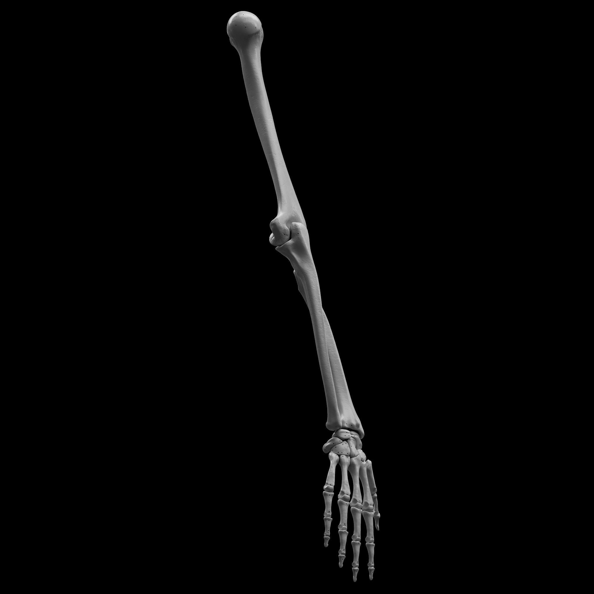 Human Rt Arm and Hand bones 3D model 3D printable | CGTrader