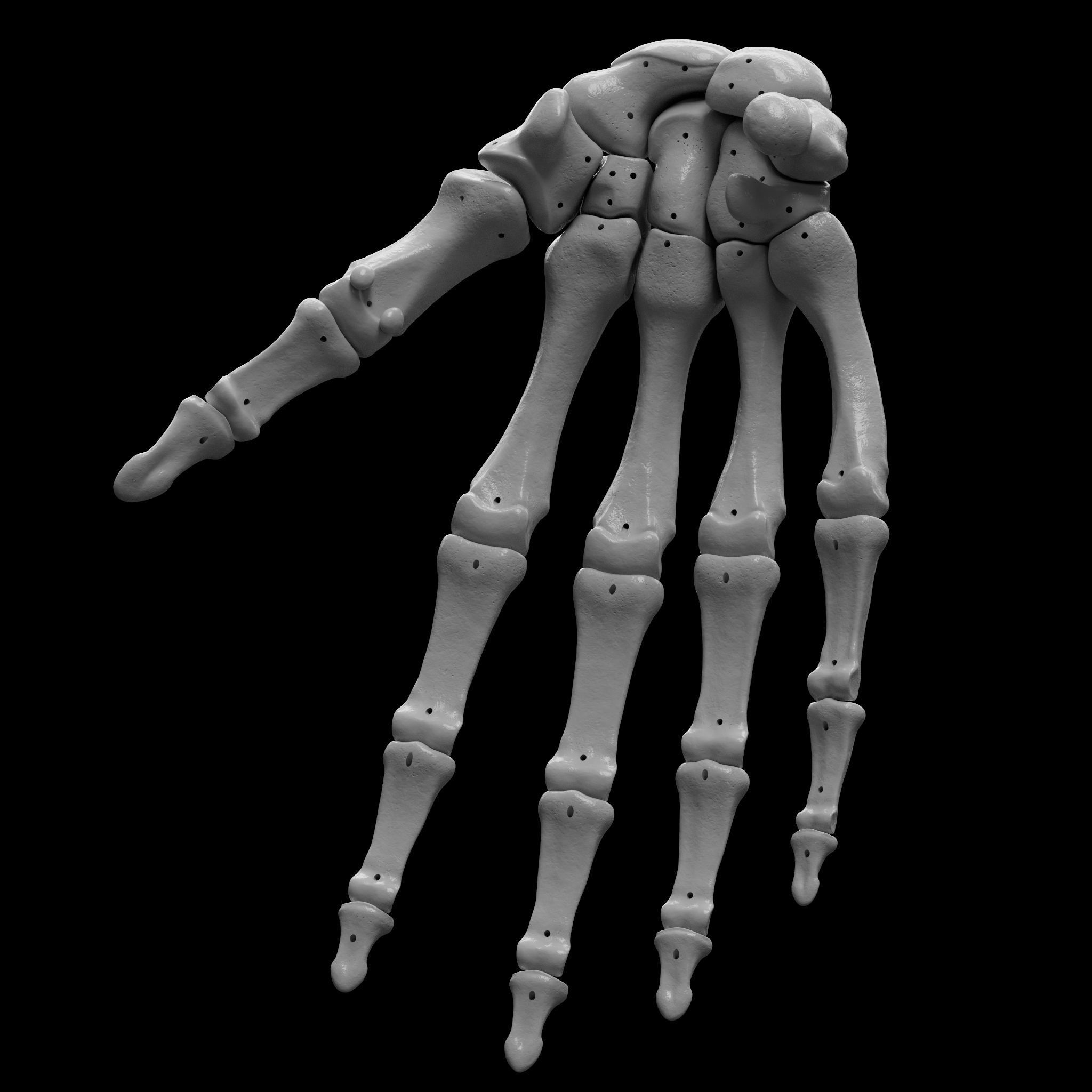 Human Rt Arm and Hand bones 3D model 3D printable | CGTrader