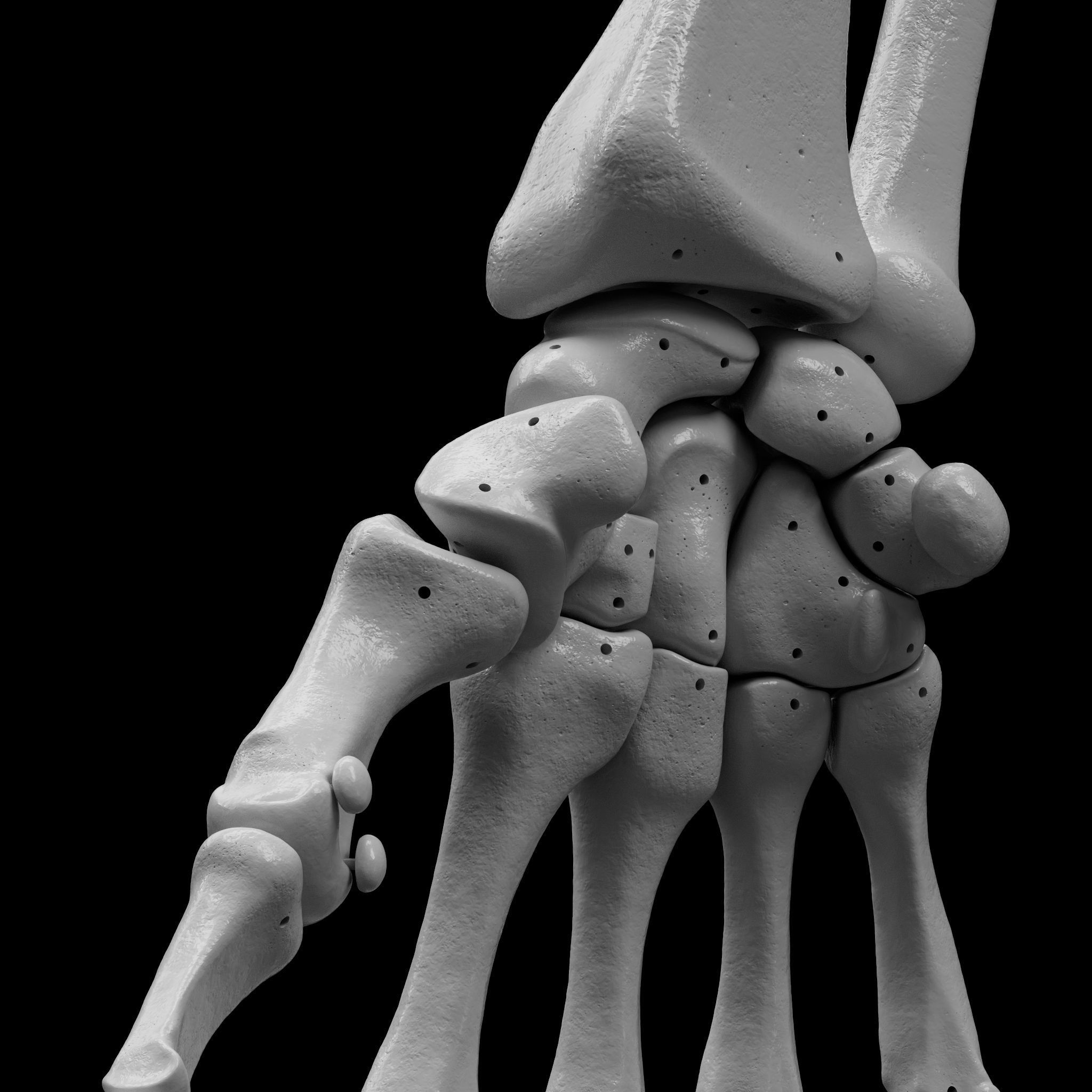 Human Rt Arm and Hand bones 3D model 3D printable | CGTrader