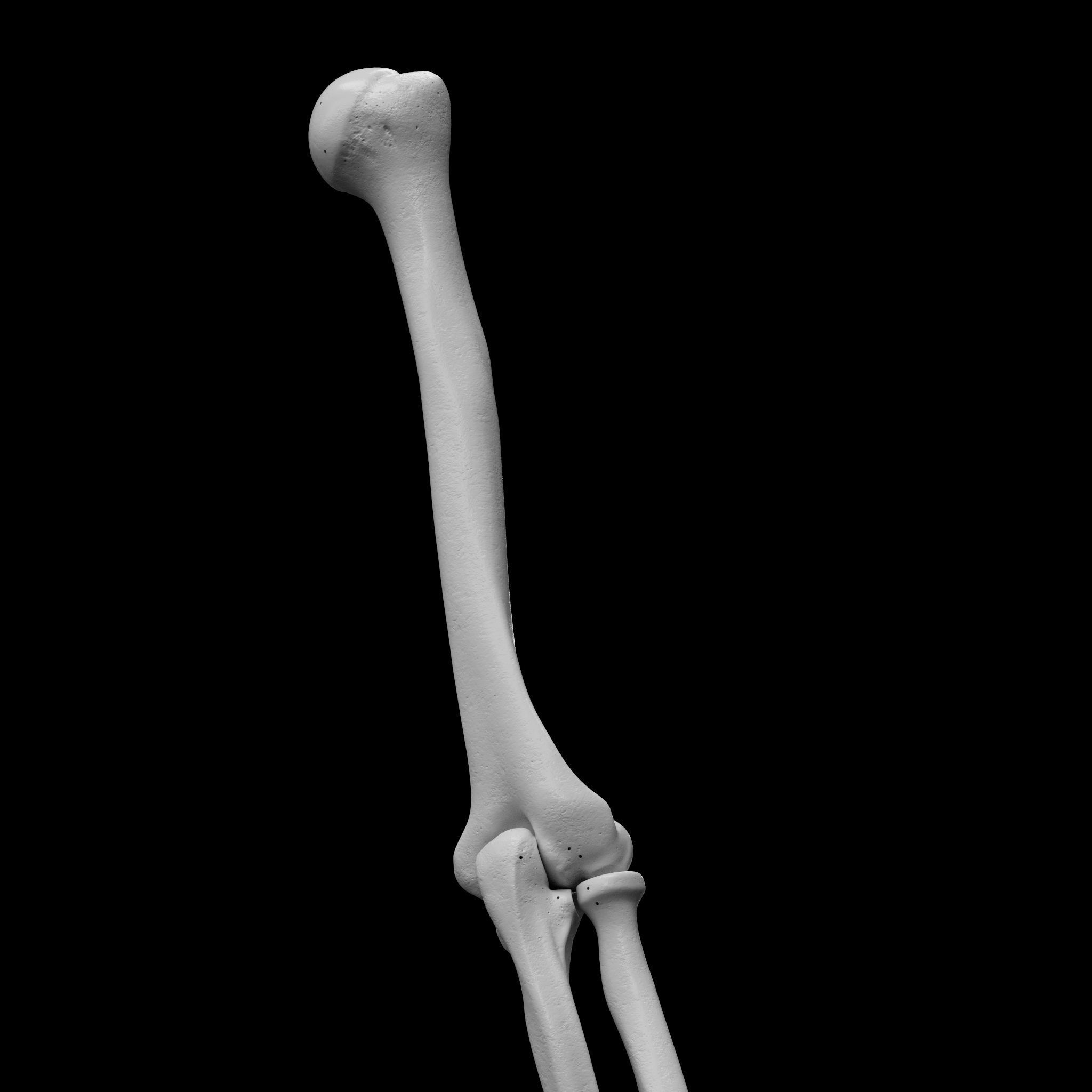 Human Rt Arm and Hand bones 3D model 3D printable | CGTrader
