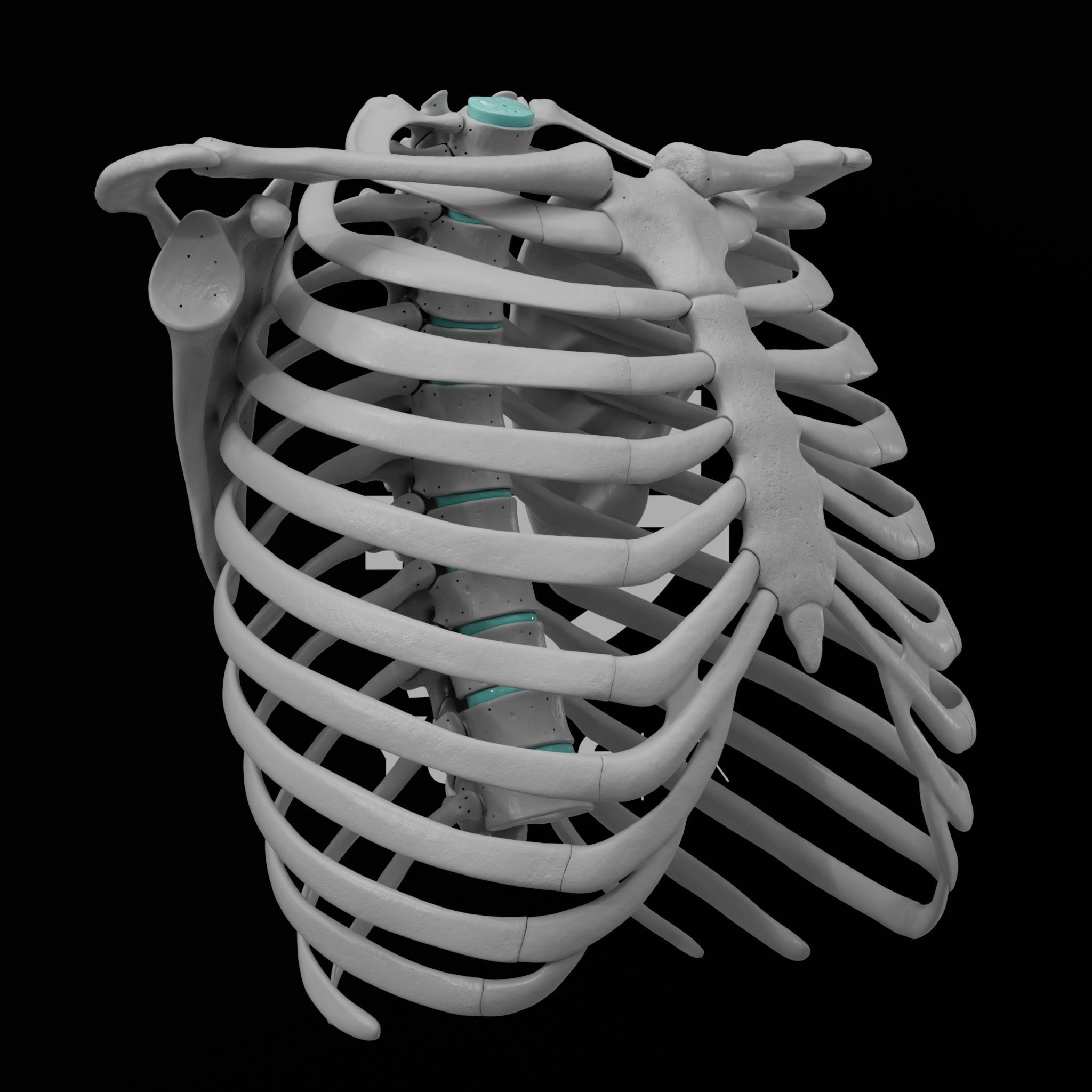 Rib Cage - TSpine - Scapula - Clavicle 3D model 3D printable | CGTrader