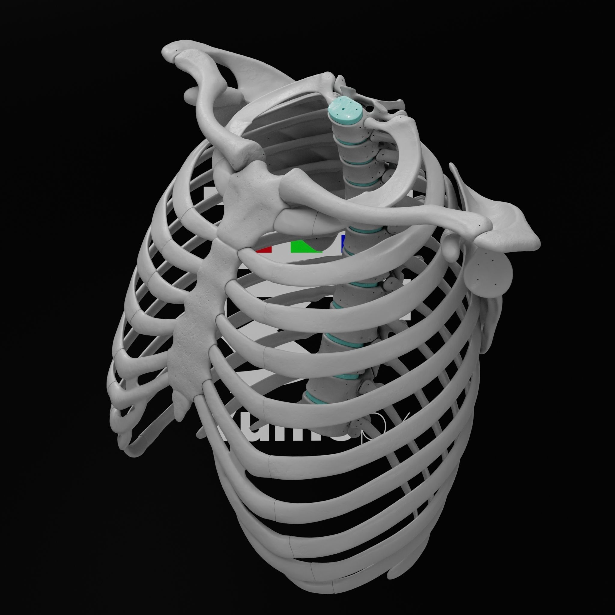 Rib Cage - TSpine - Scapula - Clavicle 3D model 3D printable | CGTrader