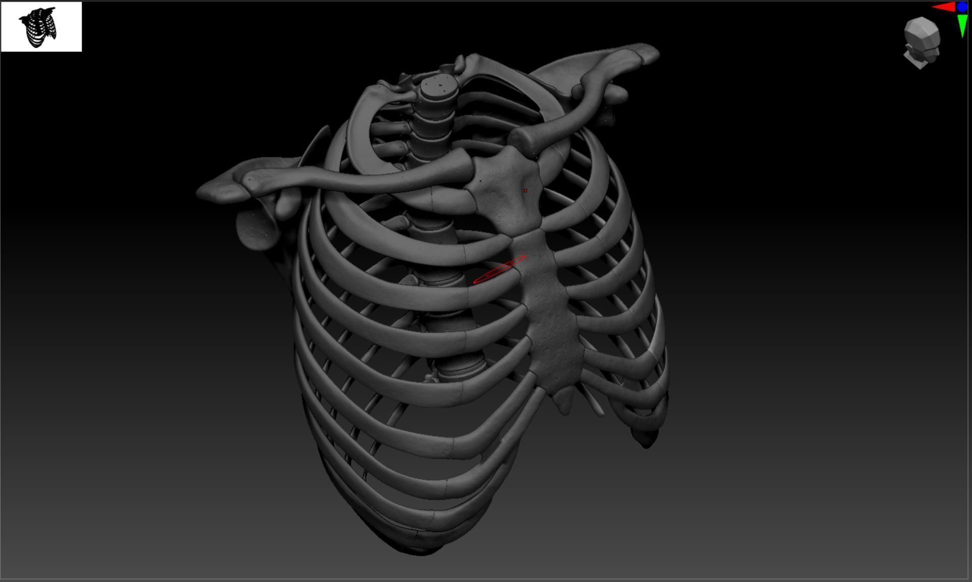 Rib Cage - TSpine - Scapula - Clavicle 3D model 3D printable | CGTrader