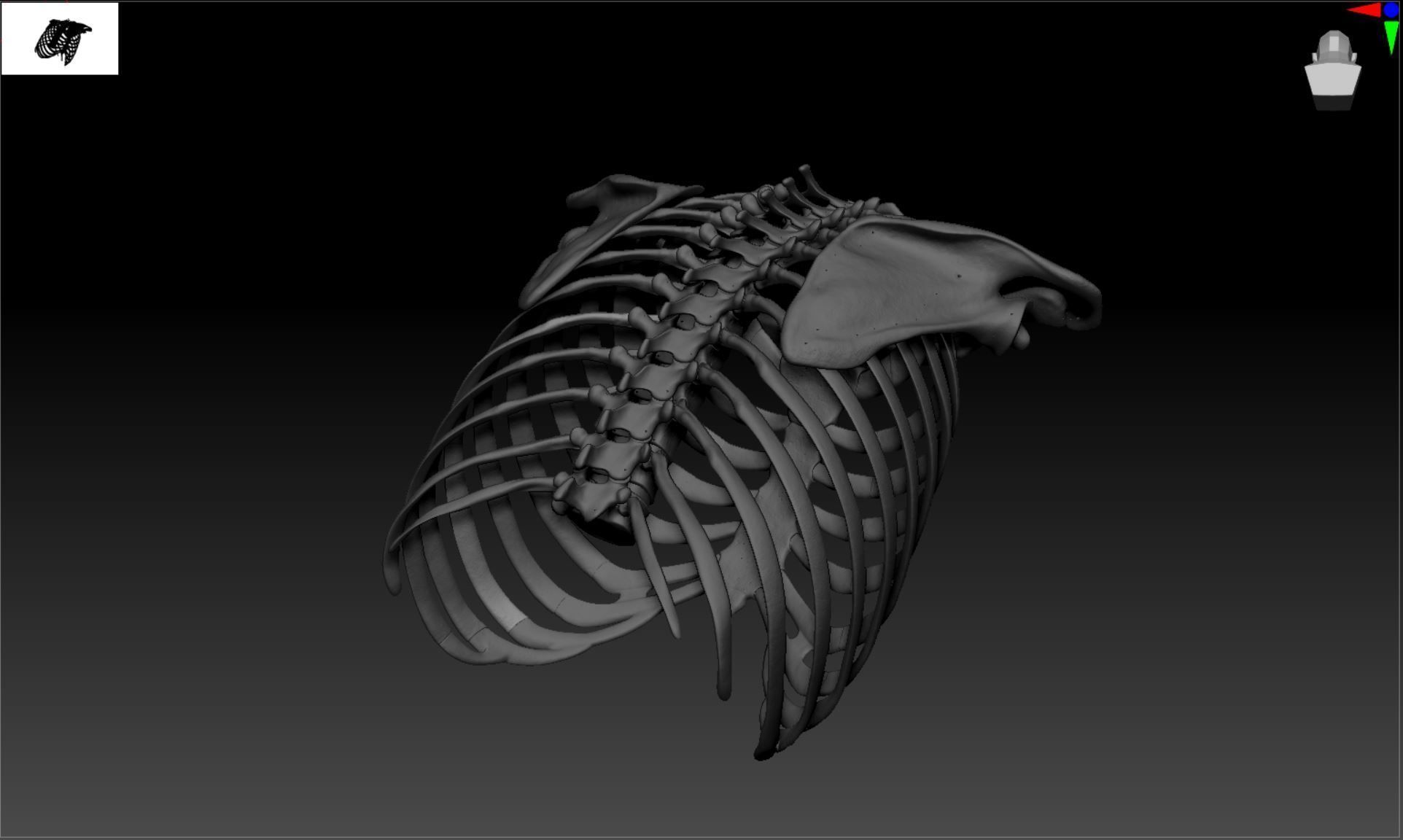Rib Cage - TSpine - Scapula - Clavicle 3D model 3D printable | CGTrader