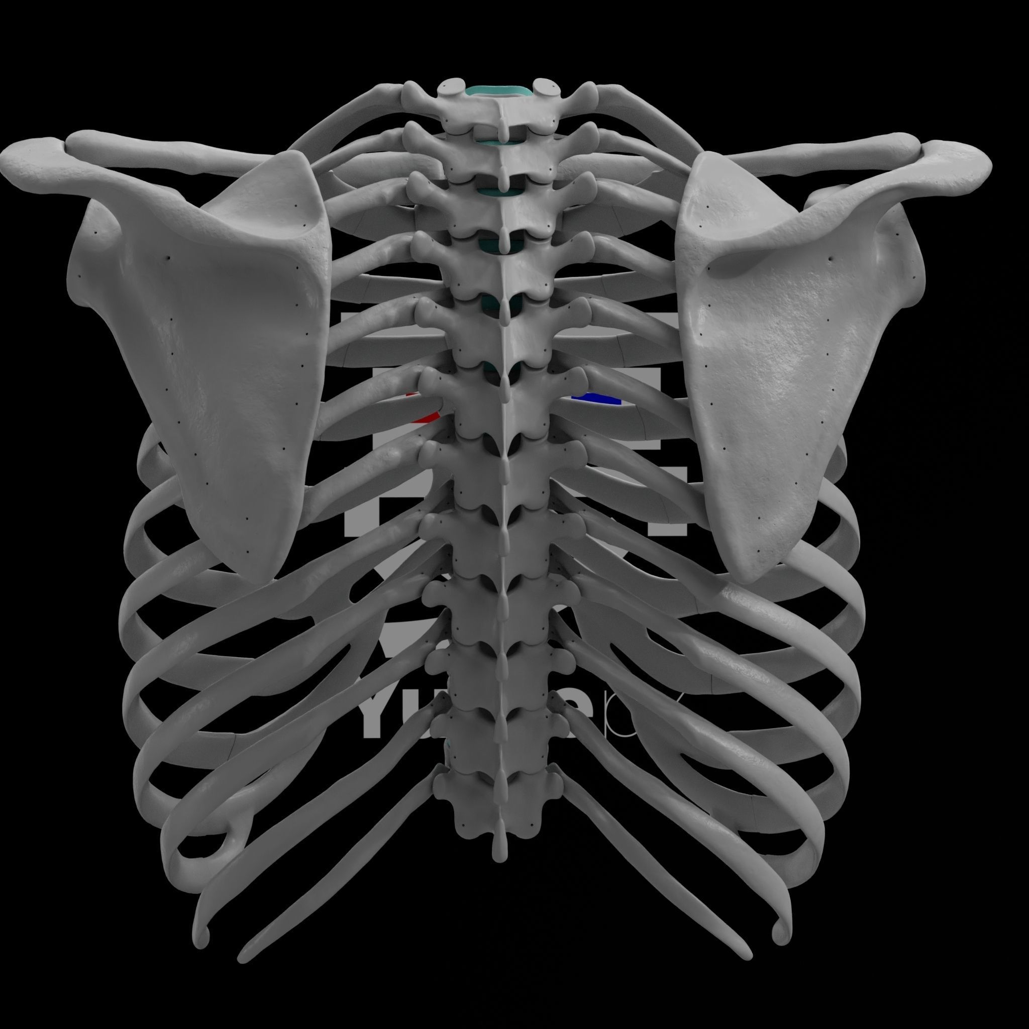 Rib Cage - TSpine - Scapula - Clavicle 3D model 3D printable | CGTrader