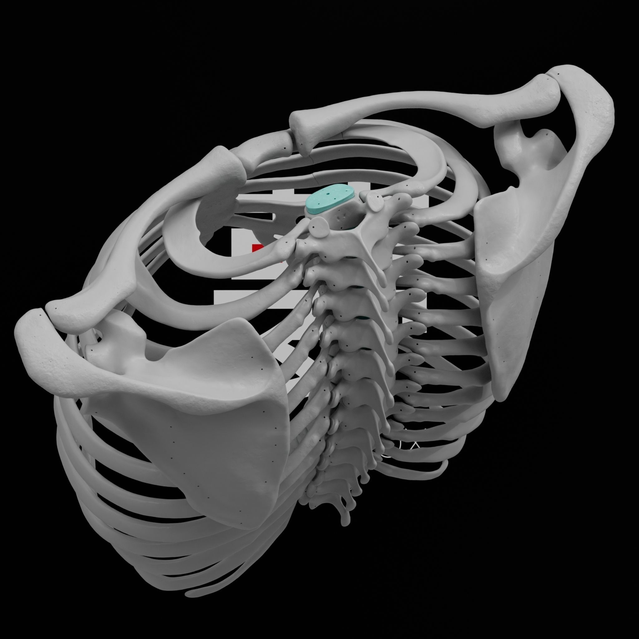 Rib Cage - TSpine - Scapula - Clavicle 3D model 3D printable | CGTrader