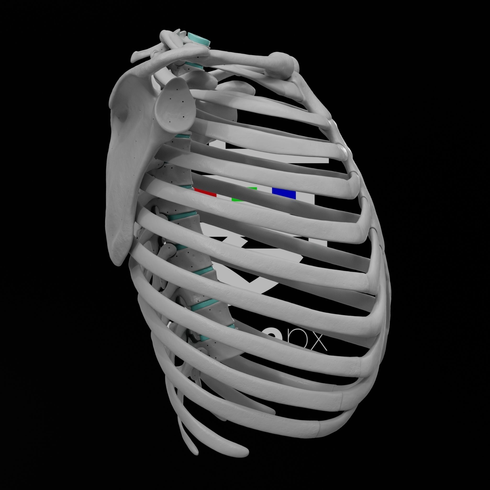Rib Cage - TSpine - Scapula - Clavicle 3D model 3D printable | CGTrader
