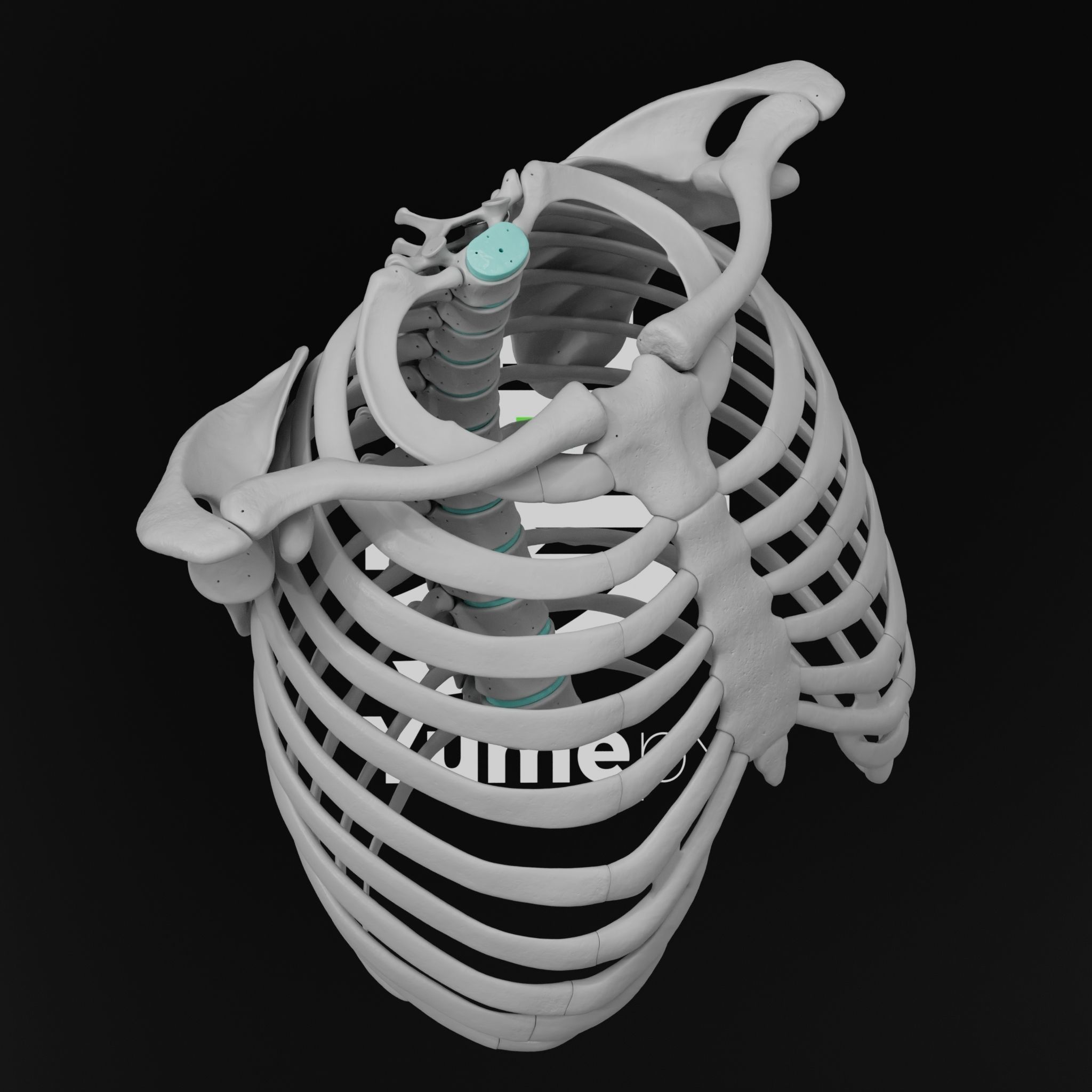 Rib Cage - TSpine - Scapula - Clavicle 3D model 3D printable | CGTrader