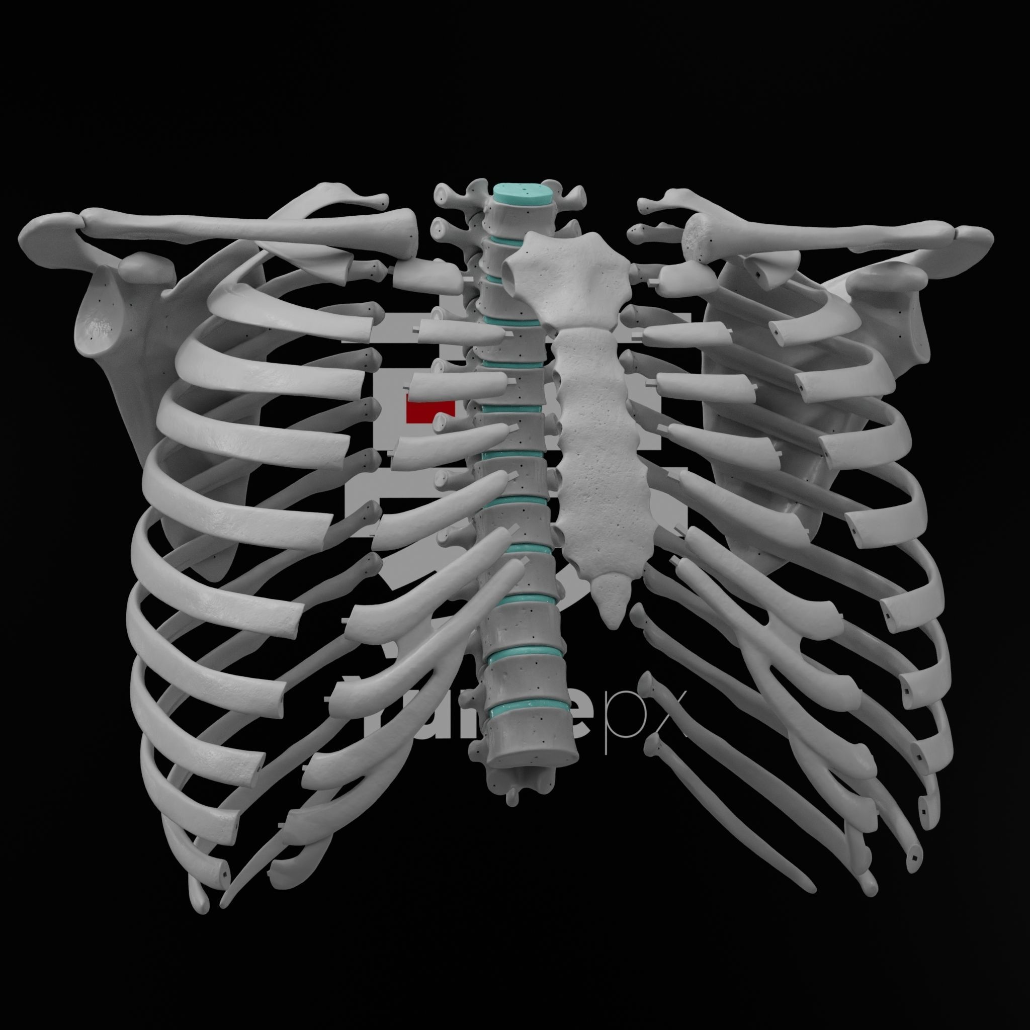 Rib Cage - TSpine - Scapula - Clavicle 3D model 3D printable | CGTrader