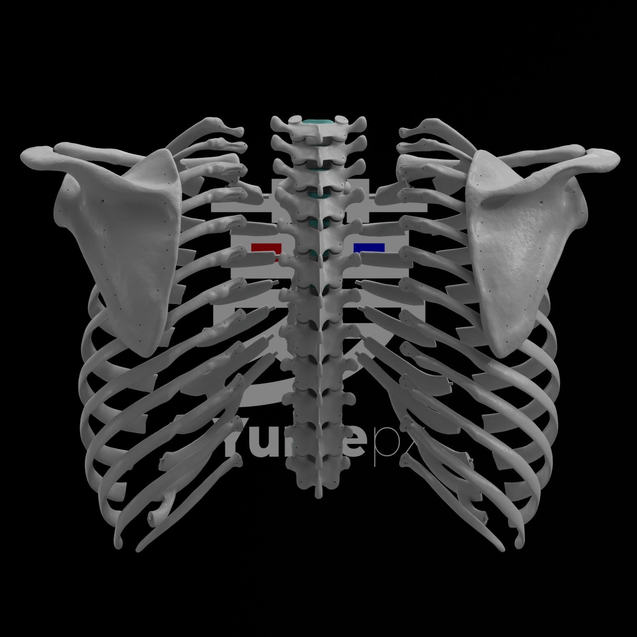 Rib Cage - TSpine - Scapula - Clavicle 3D model 3D printable | CGTrader