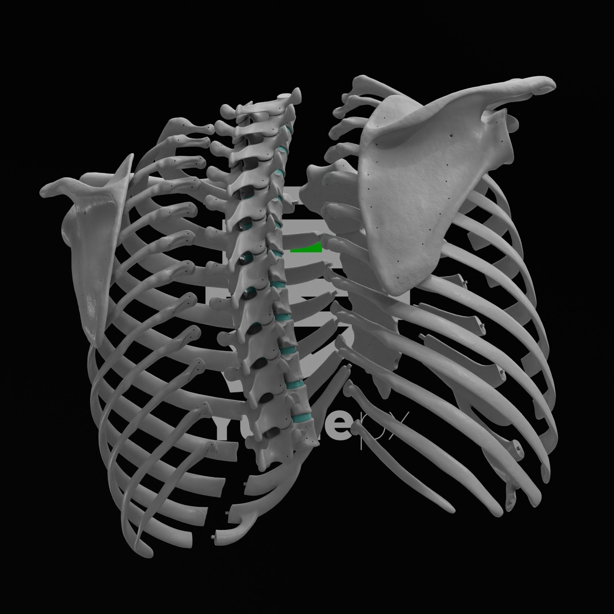 Rib Cage - TSpine - Scapula - Clavicle 3D model 3D printable | CGTrader