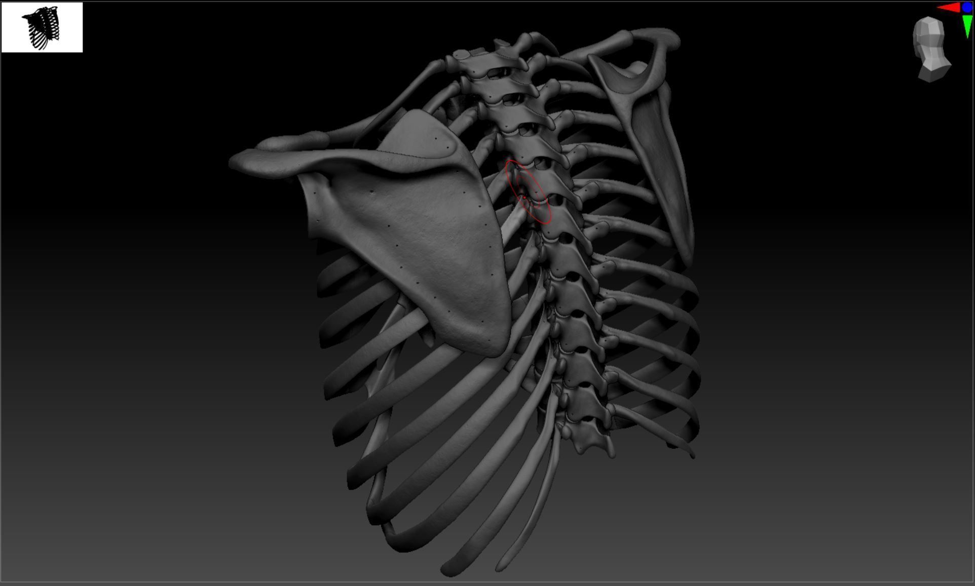Rib Cage - TSpine - Scapula - Clavicle 3D model 3D printable | CGTrader