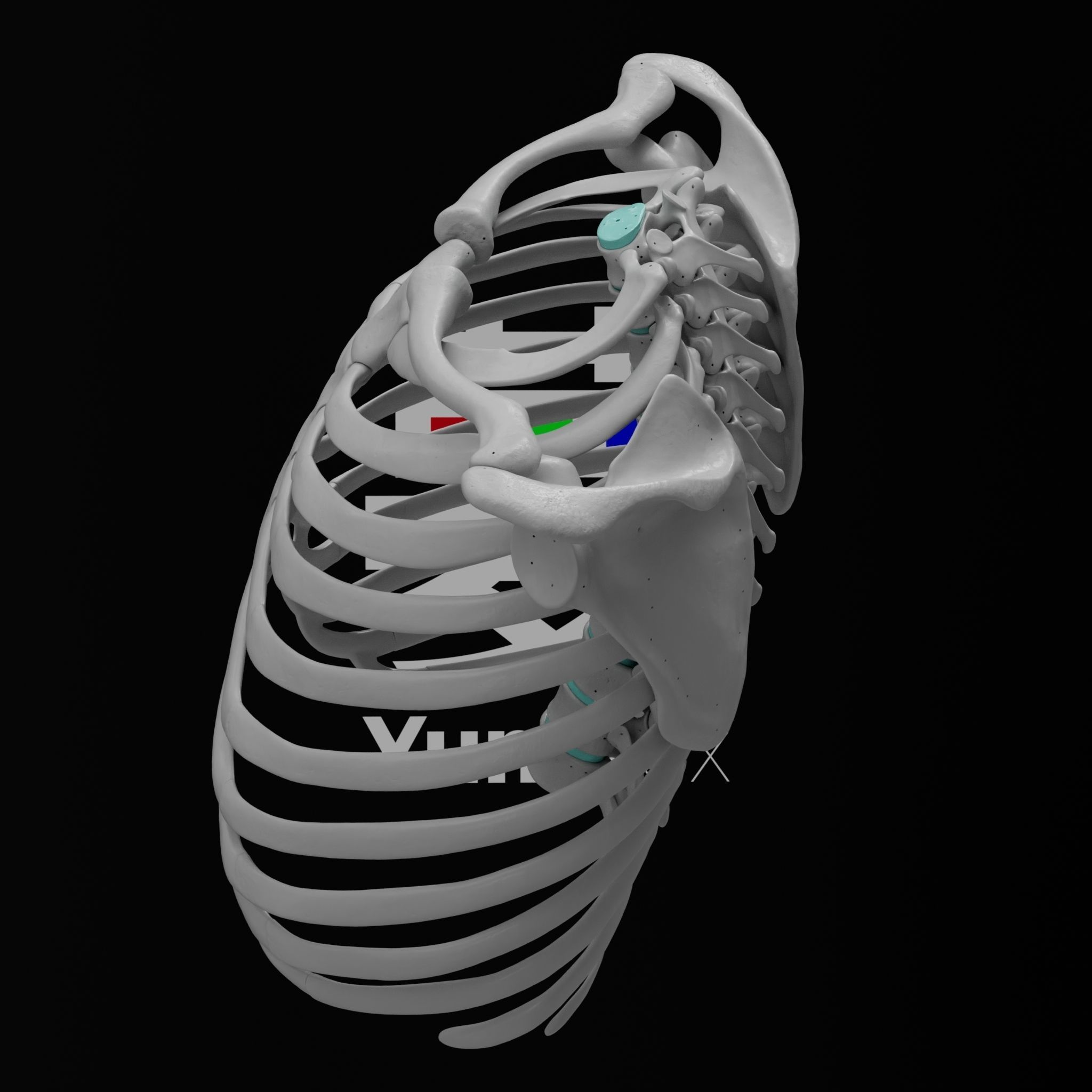 Rib Cage - TSpine - Scapula - Clavicle 3D model 3D printable | CGTrader