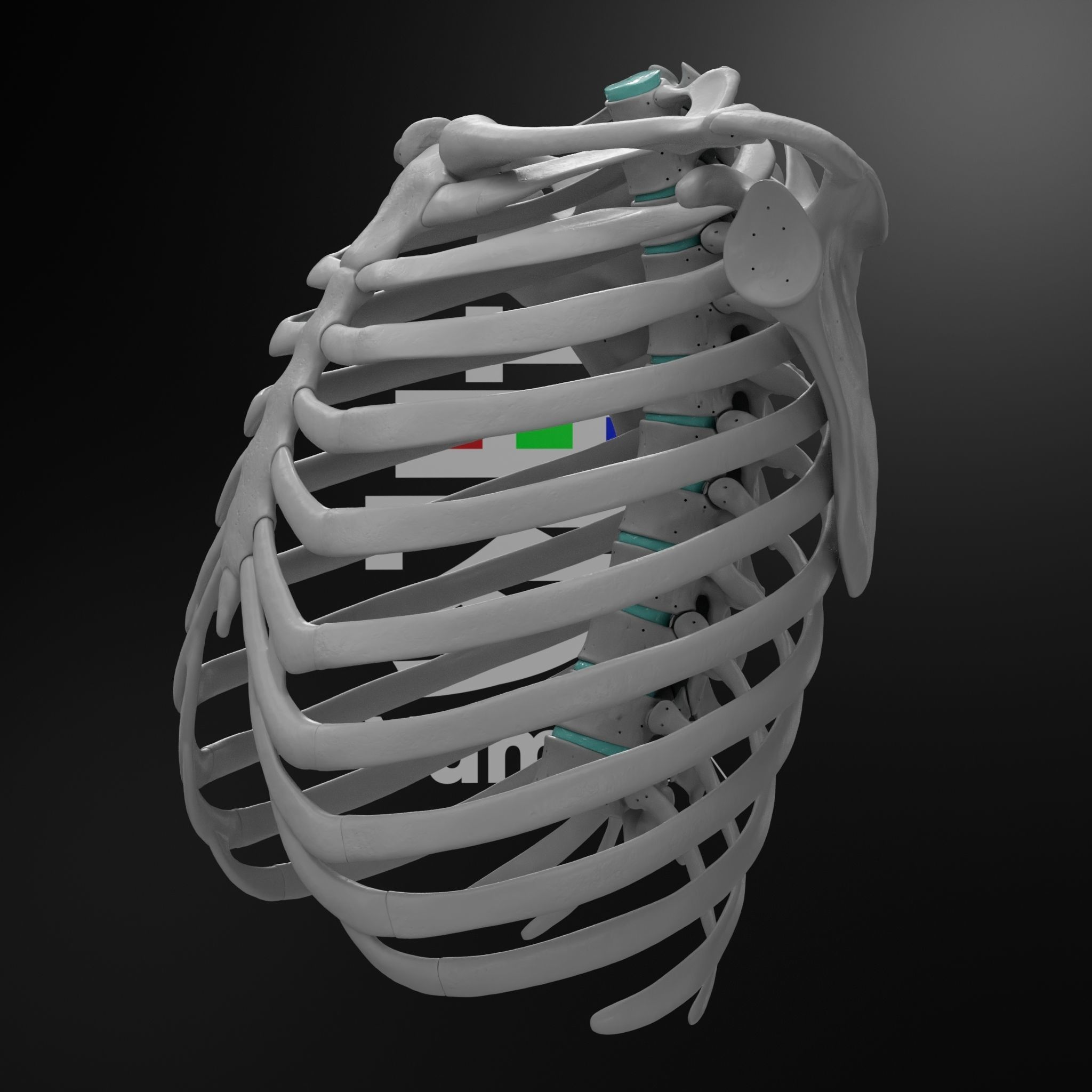 Rib Cage - TSpine - Scapula - Clavicle 3D model 3D printable | CGTrader