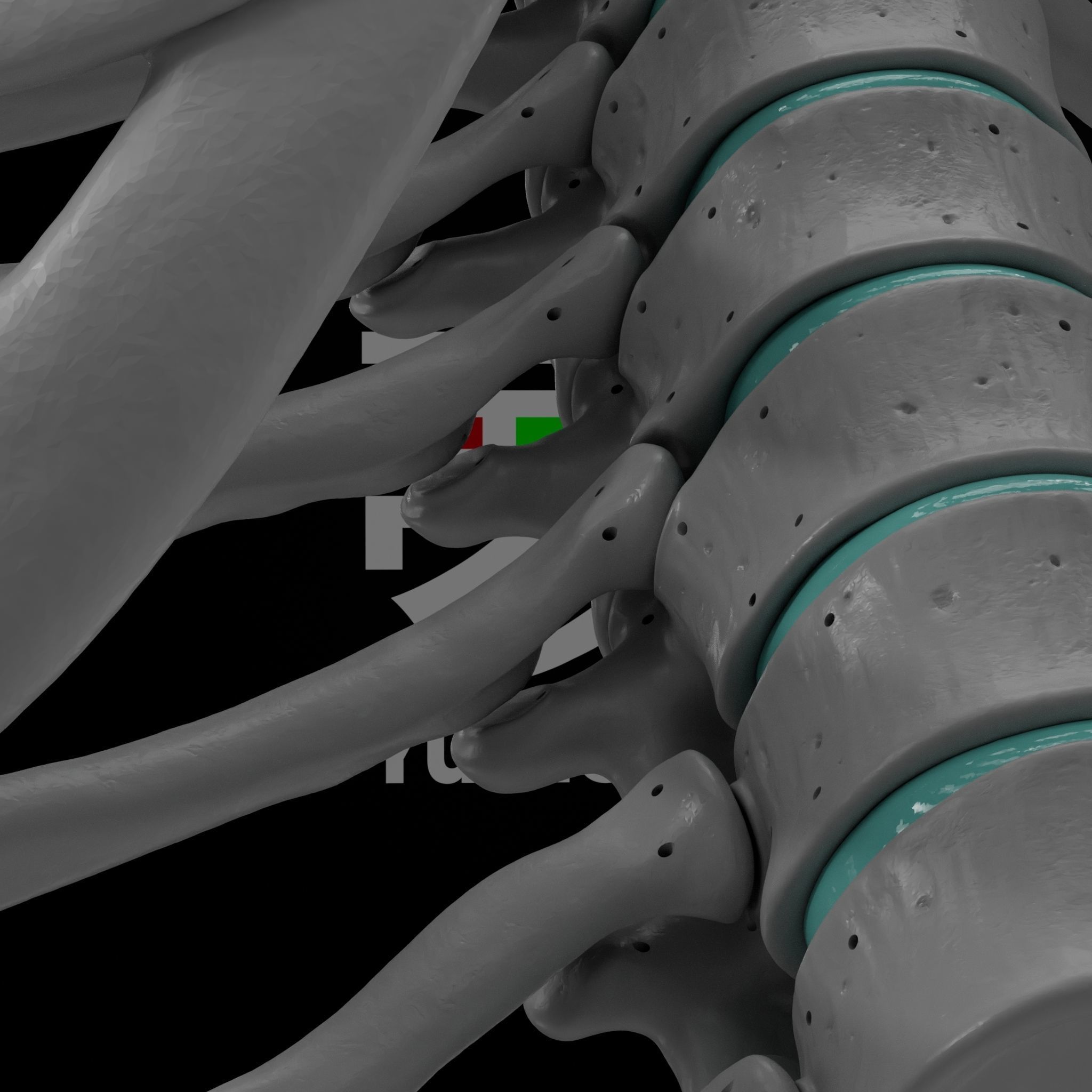 Rib Cage - TSpine - Scapula - Clavicle 3D model 3D printable | CGTrader