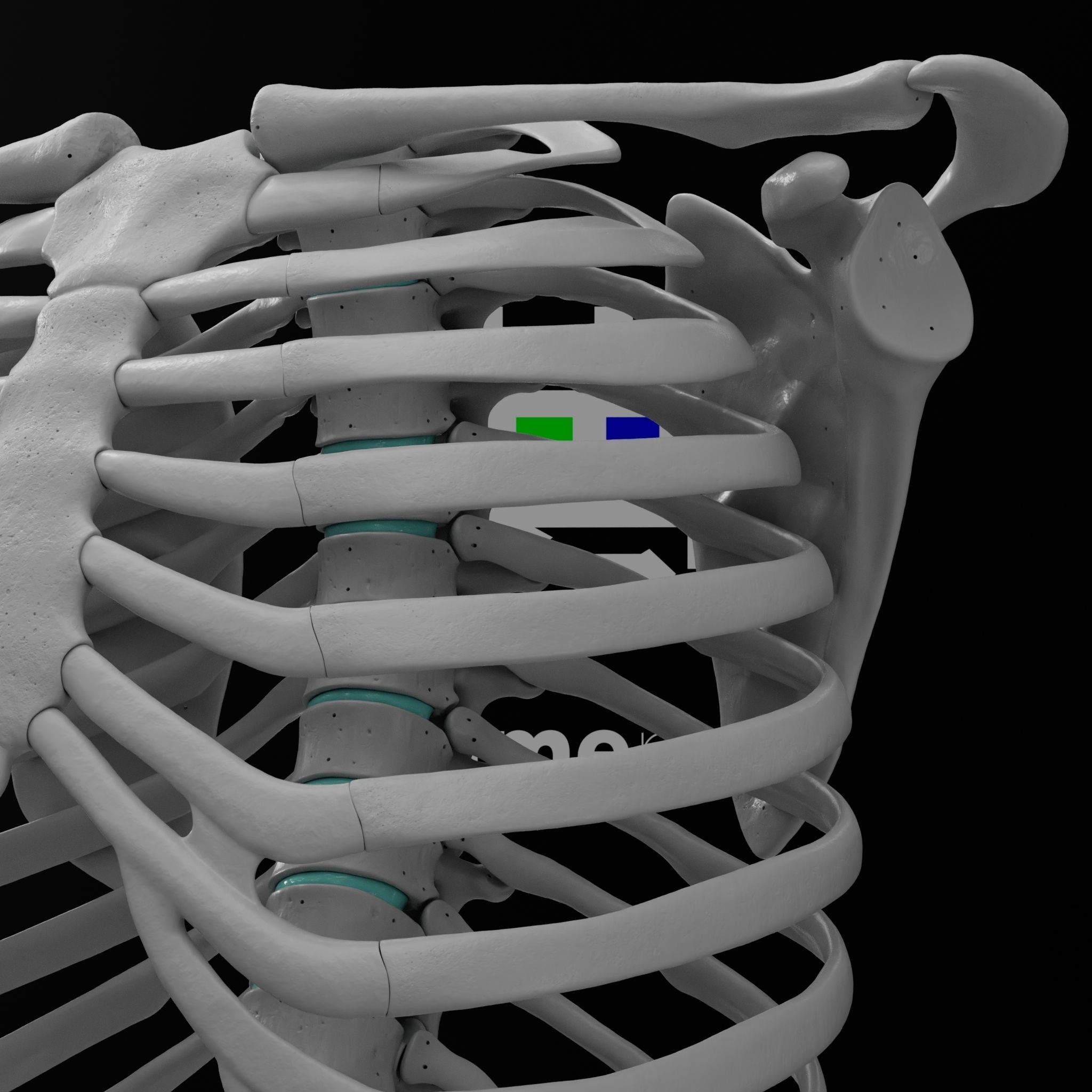 Rib Cage - TSpine - Scapula - Clavicle 3D model 3D printable | CGTrader