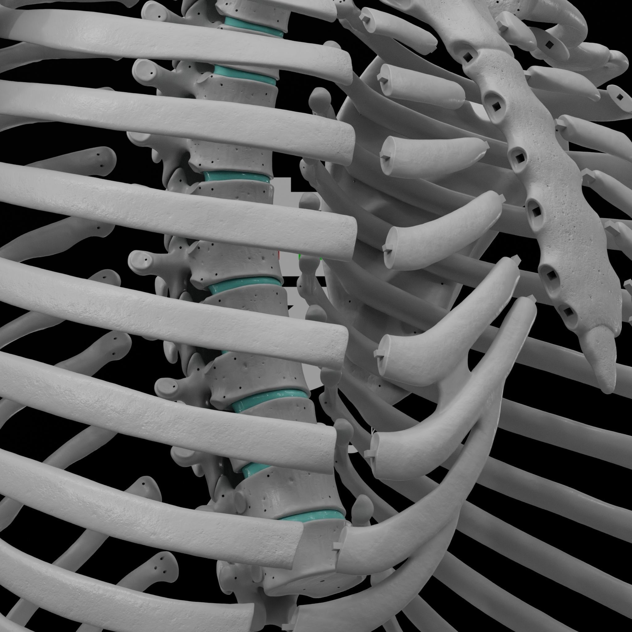 Rib Cage - TSpine - Scapula - Clavicle 3D model 3D printable | CGTrader