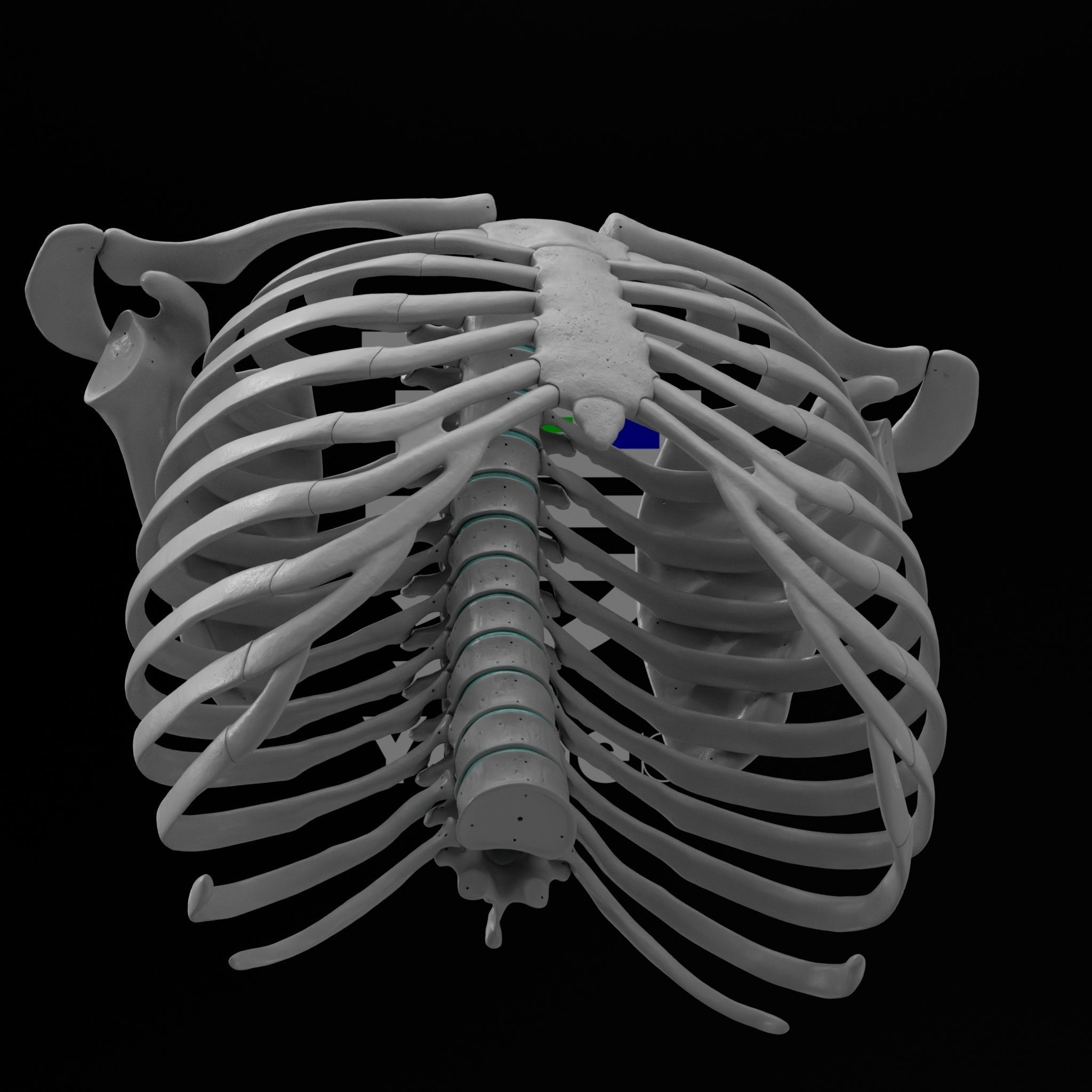 Rib Cage - TSpine - Scapula - Clavicle 3D model 3D printable | CGTrader