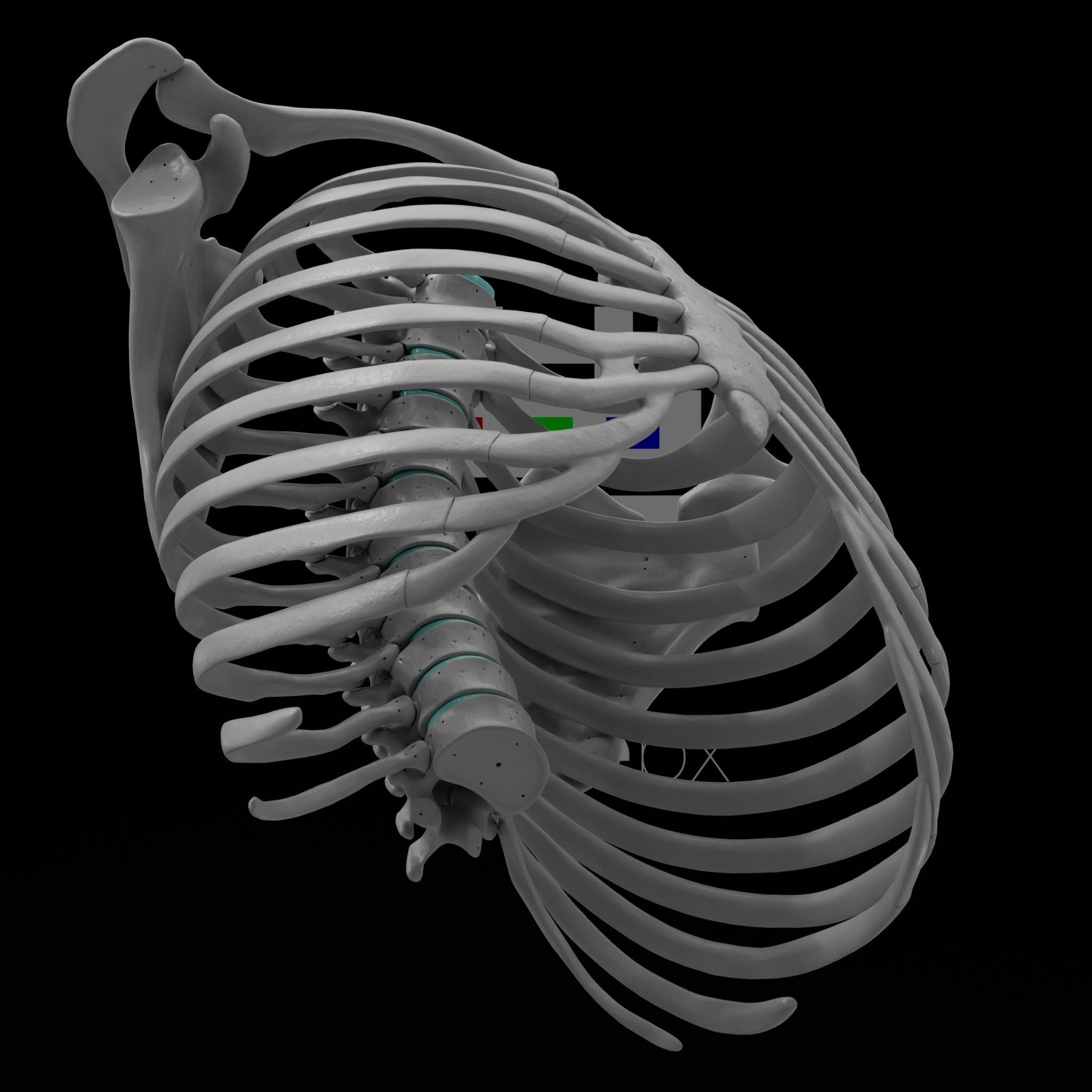 Rib Cage - TSpine - Scapula - Clavicle 3D model 3D printable | CGTrader