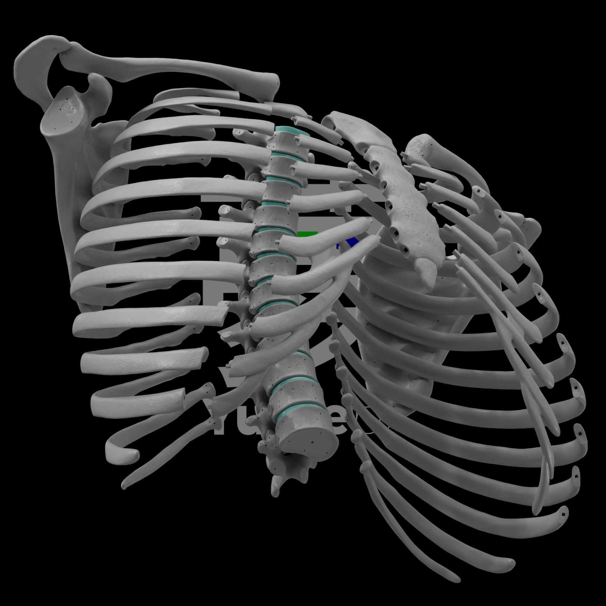 Rib Cage - TSpine - Scapula - Clavicle 3D model 3D printable | CGTrader