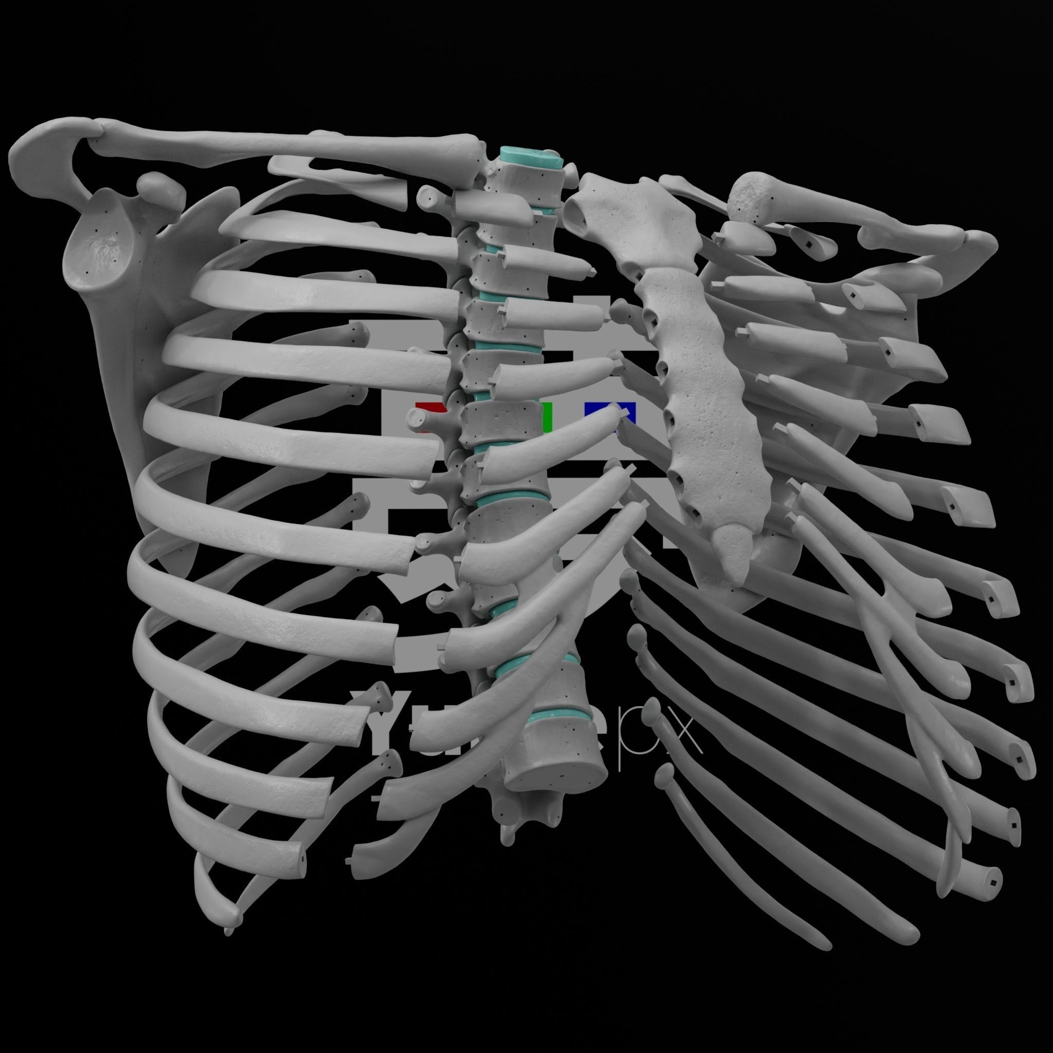 Rib Cage - TSpine - Scapula - Clavicle 3D model 3D printable | CGTrader