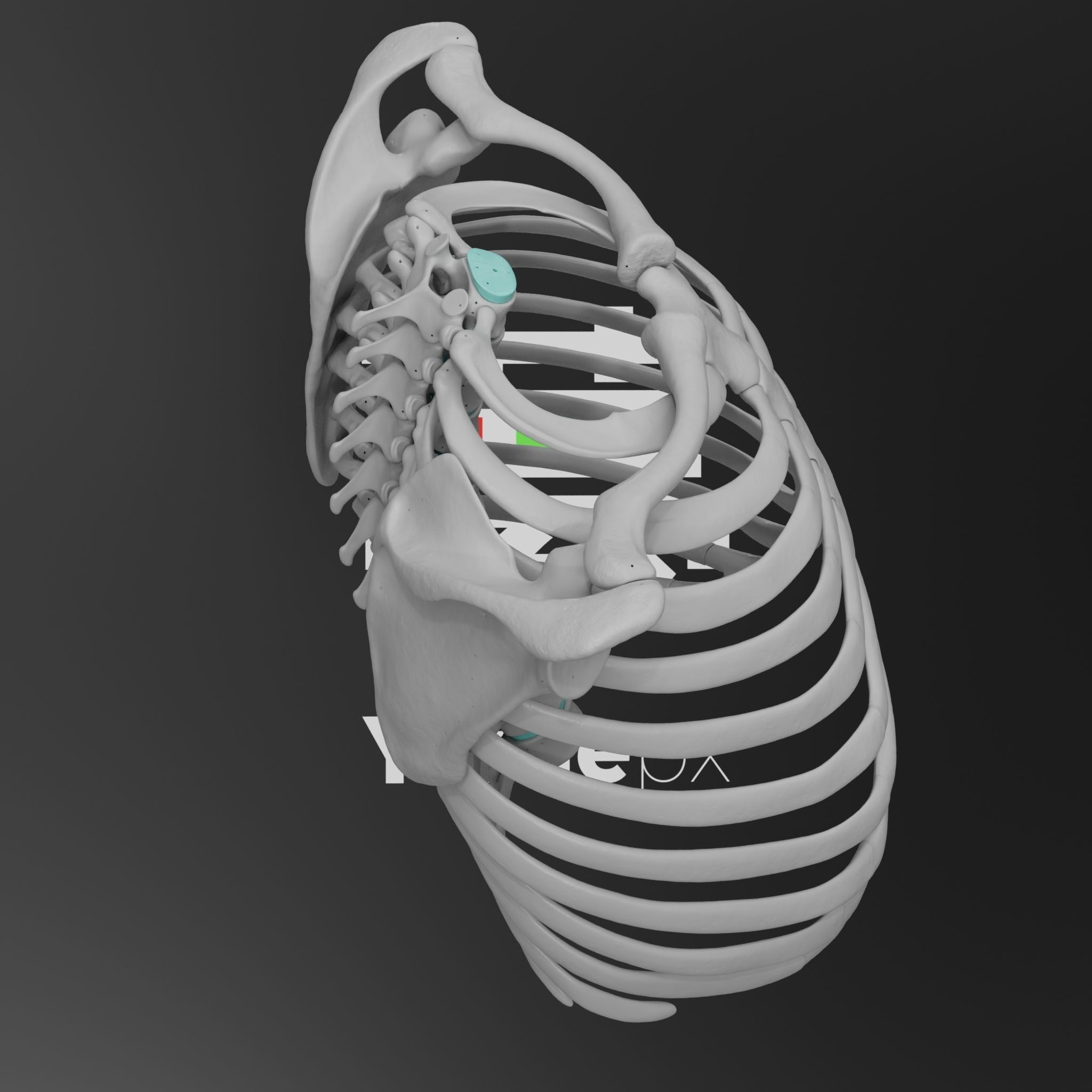 Rib Cage - TSpine - Scapula - Clavicle 3D model 3D printable | CGTrader