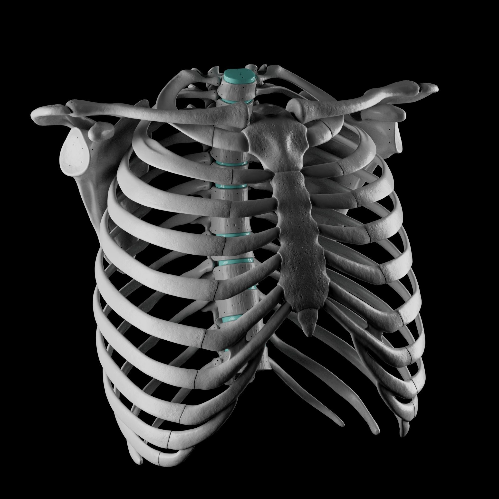 Rib Cage - TSpine - Scapula - Clavicle 3D model 3D printable | CGTrader