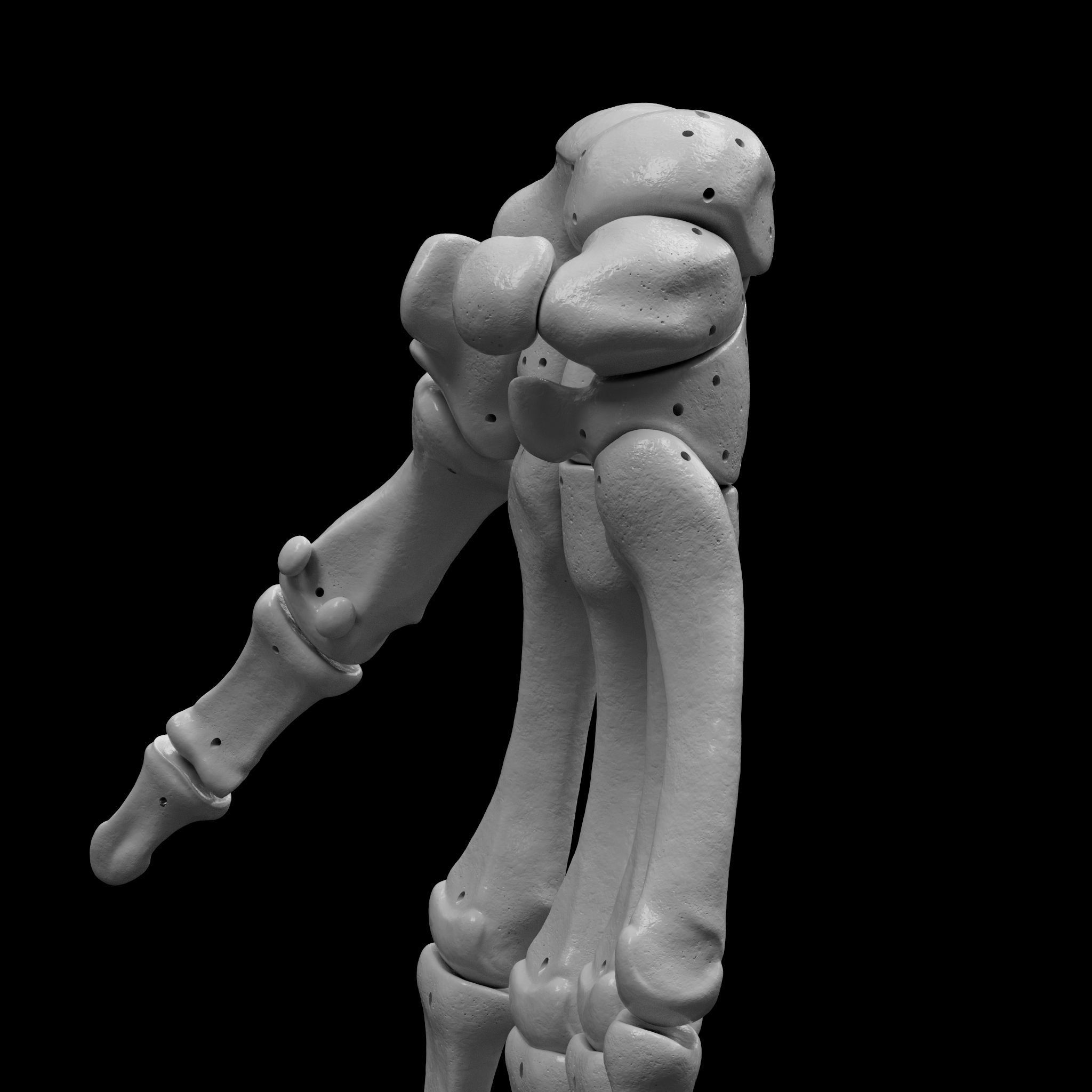 Human Lt Hand Bones 3D model 3D printable | CGTrader