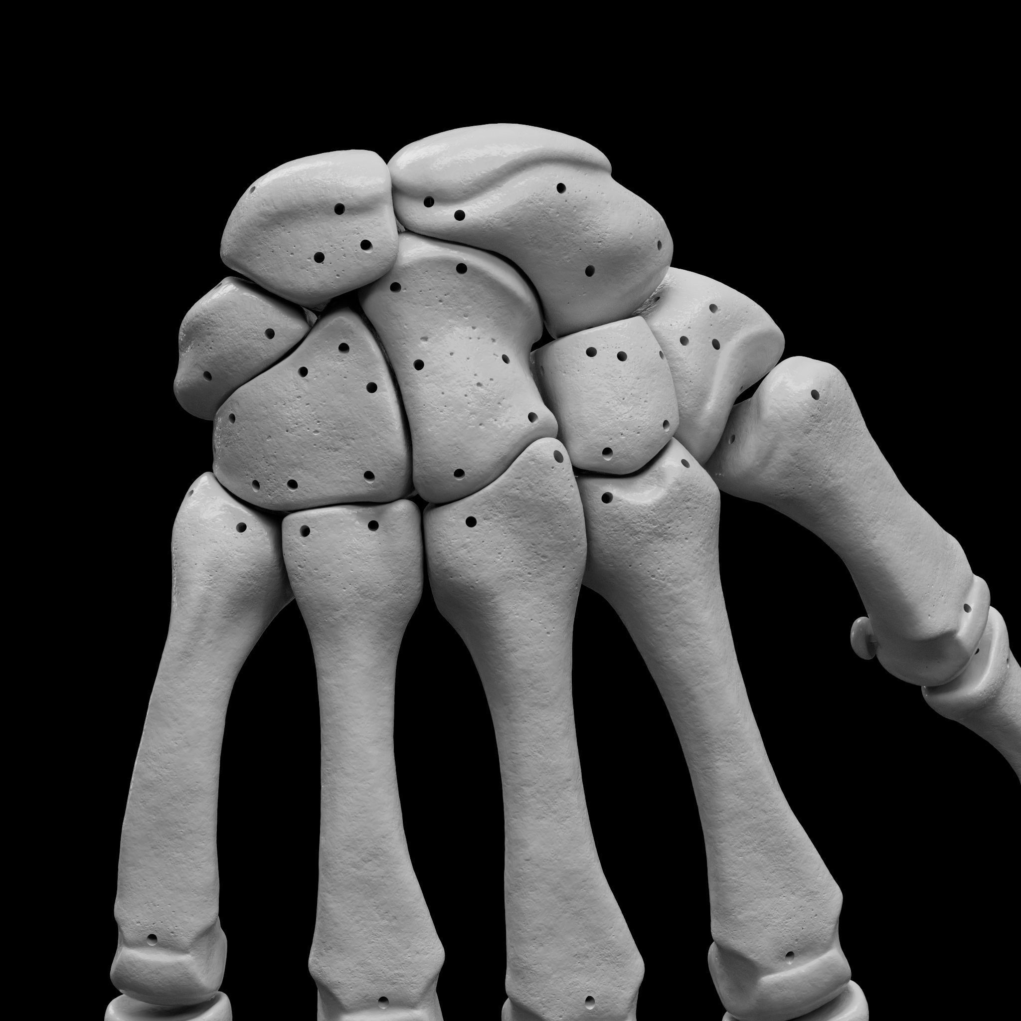 Human Lt Hand Bones 3D model 3D printable | CGTrader