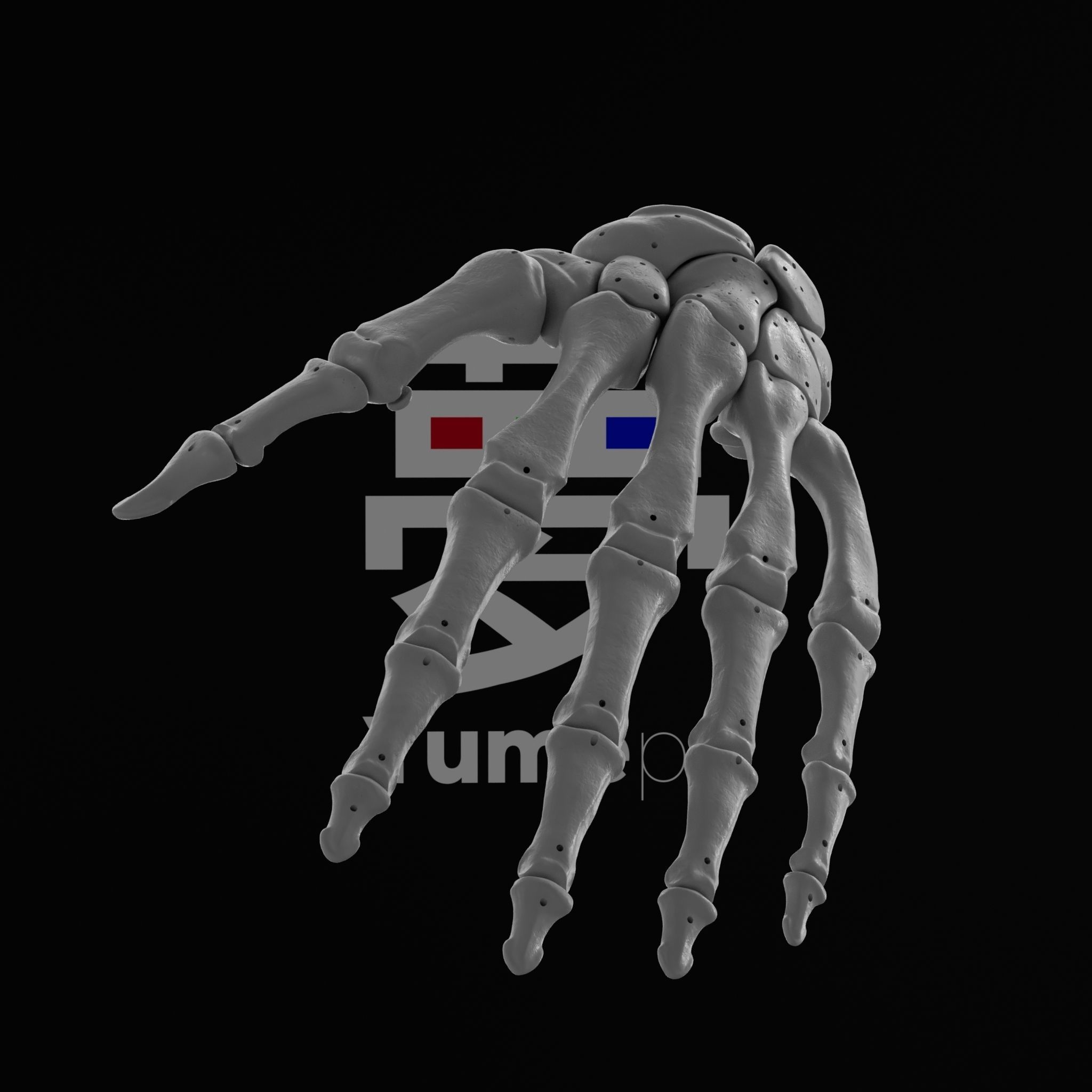 Human Lt Hand Bones 3D model 3D printable | CGTrader