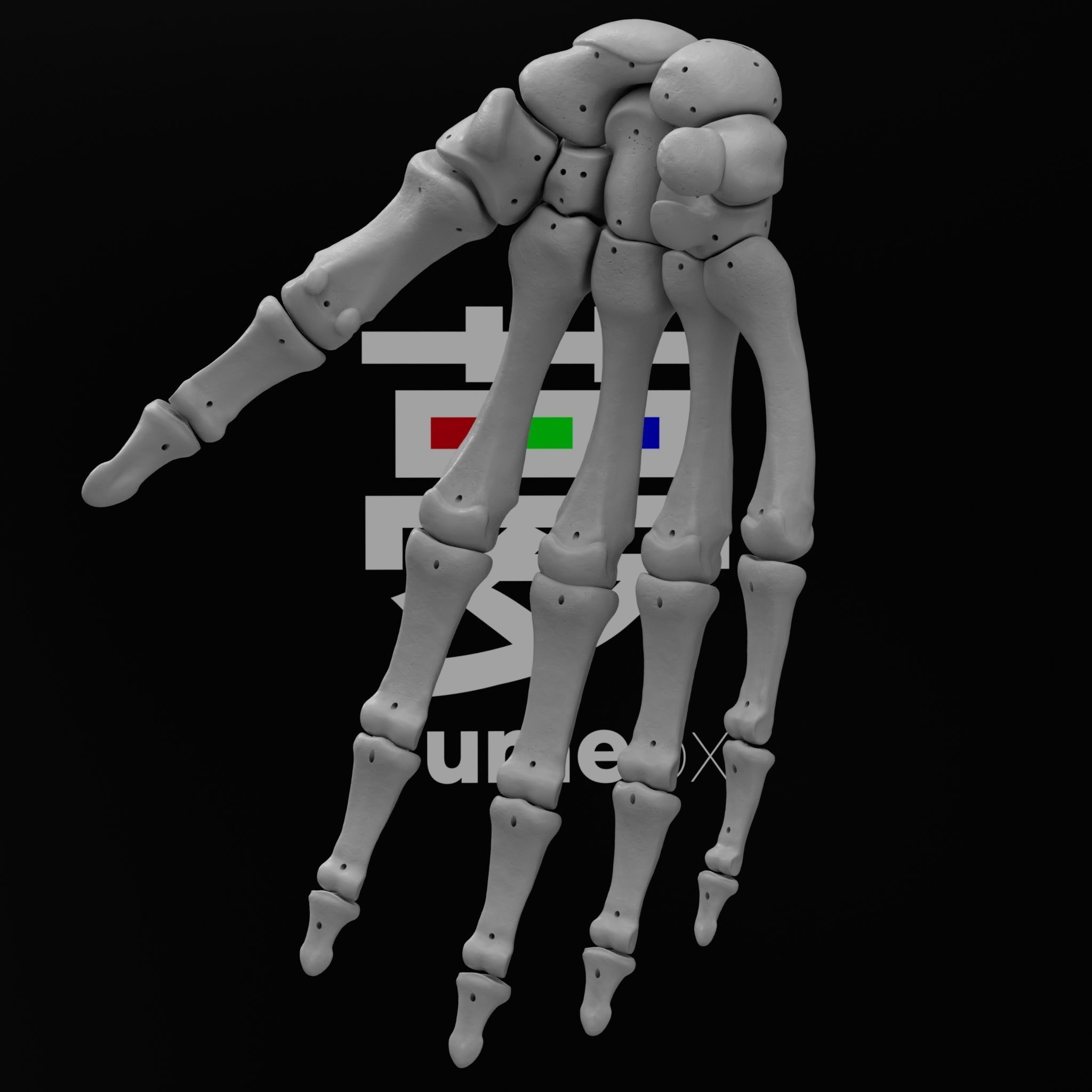 Human Lt Hand Bones 3D model 3D printable | CGTrader