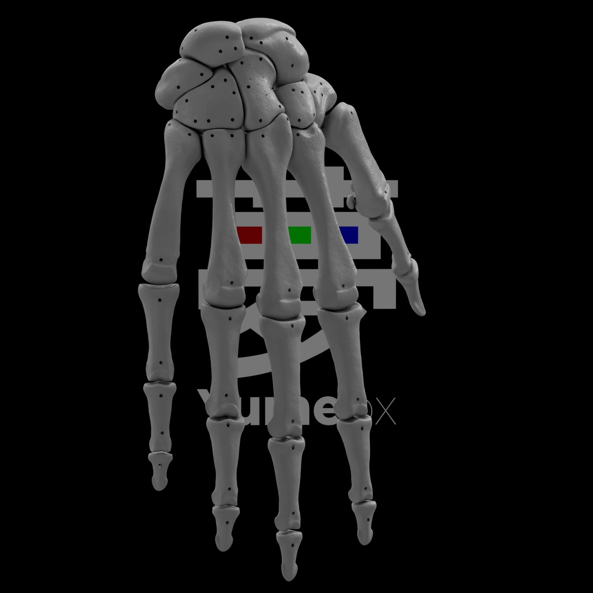 Human Lt Hand Bones 3D model 3D printable | CGTrader