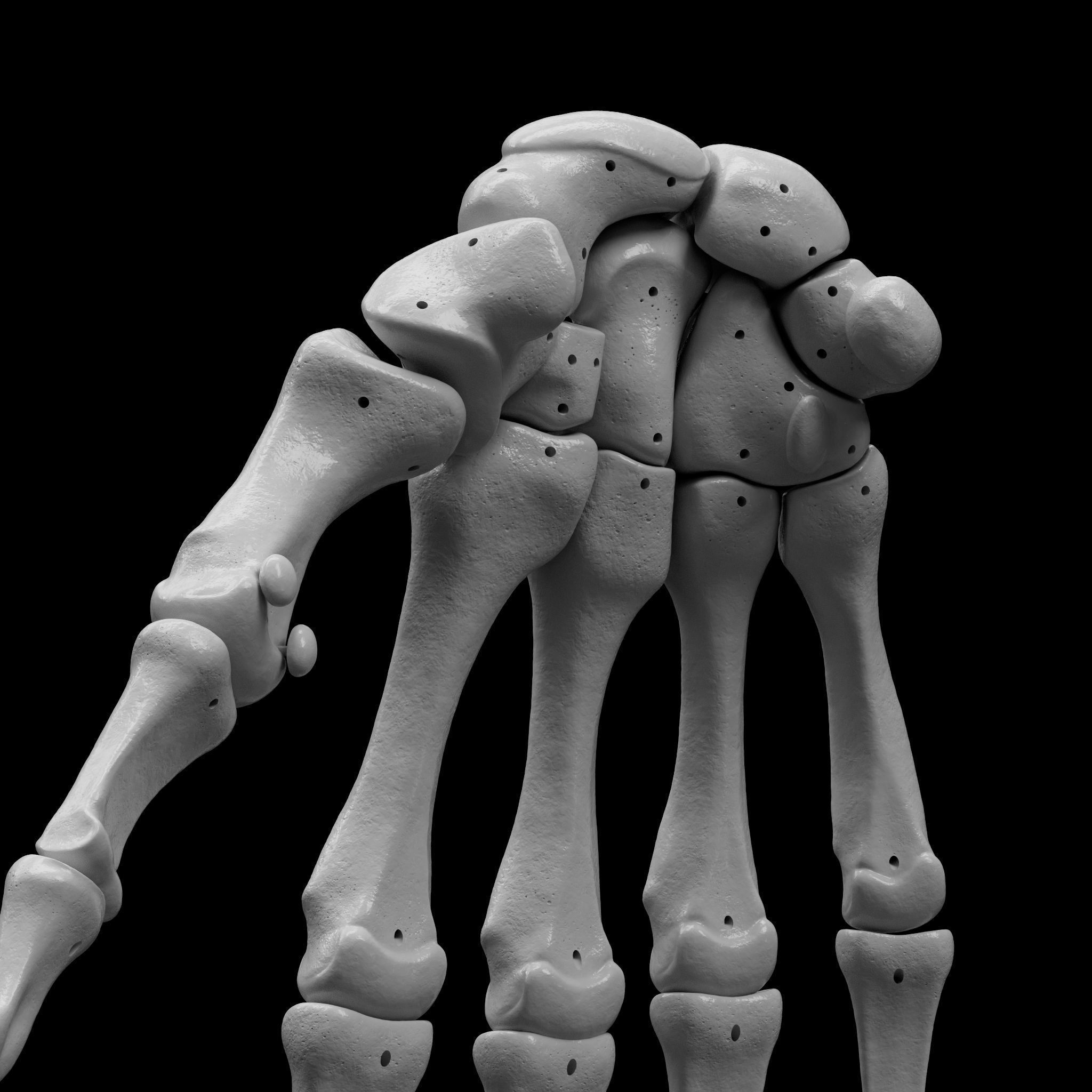 Human Lt Hand Bones 3D model 3D printable | CGTrader