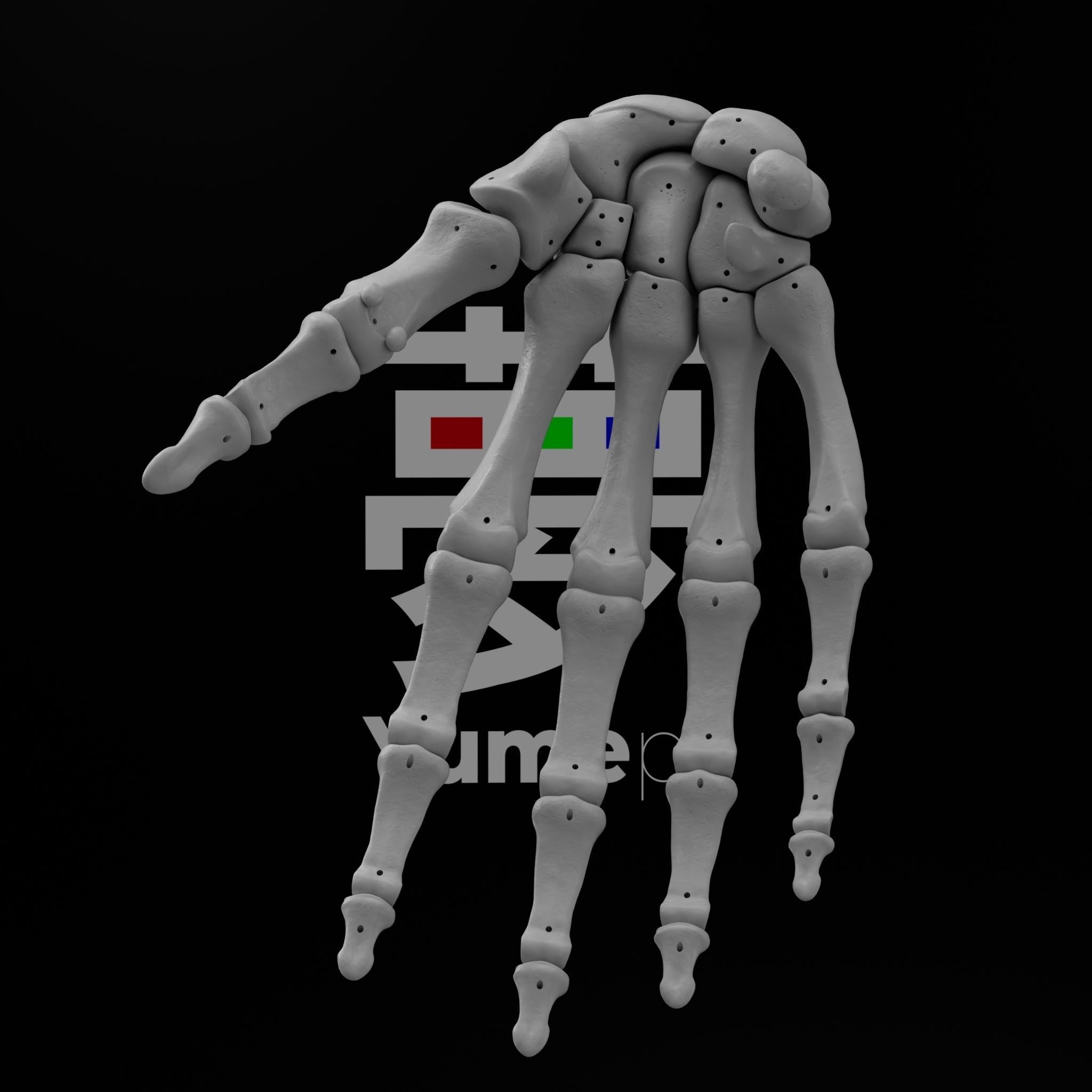 Human Lt Hand Bones 3D model 3D printable | CGTrader