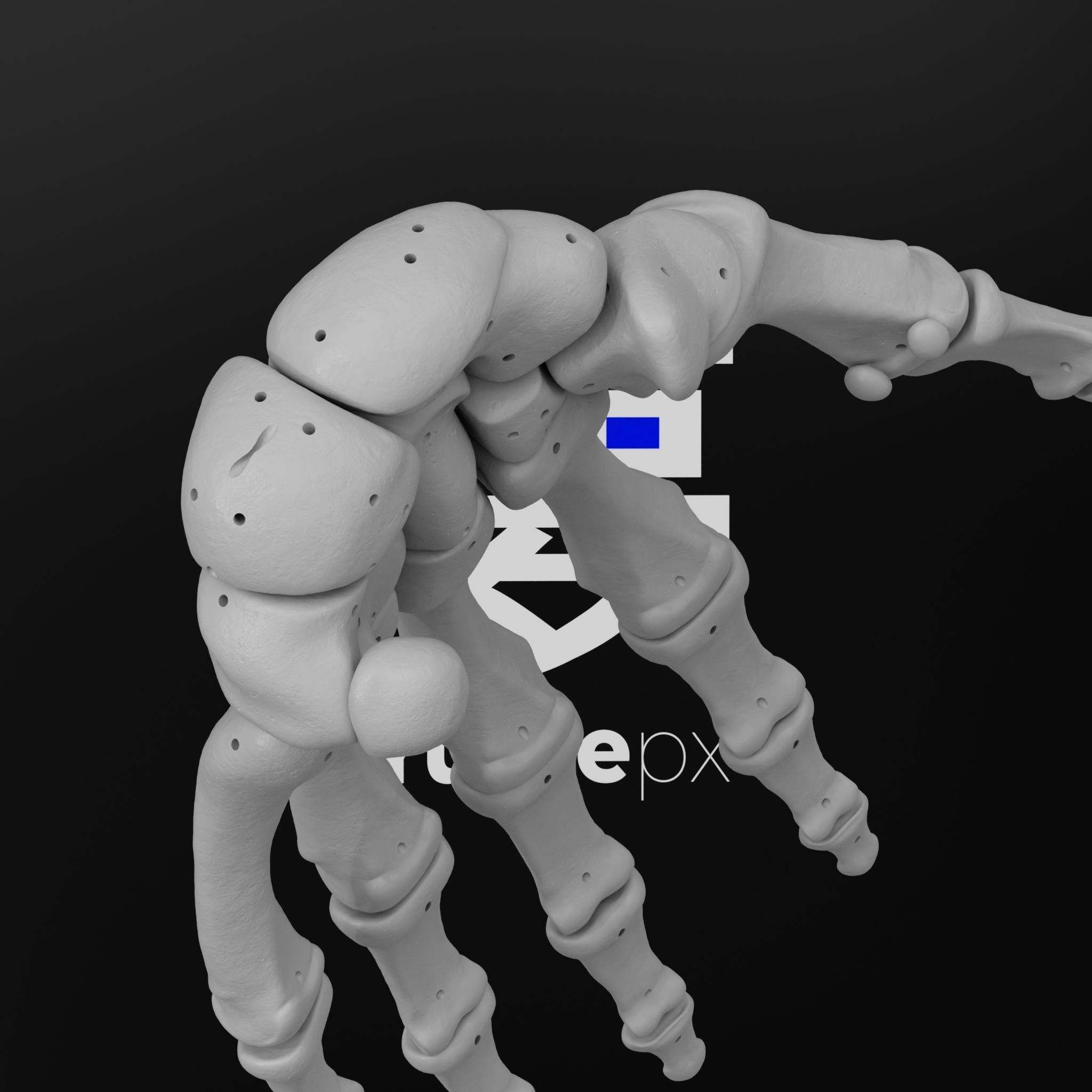 Human Lt Arm and Hand Bones 3D model 3D printable | CGTrader