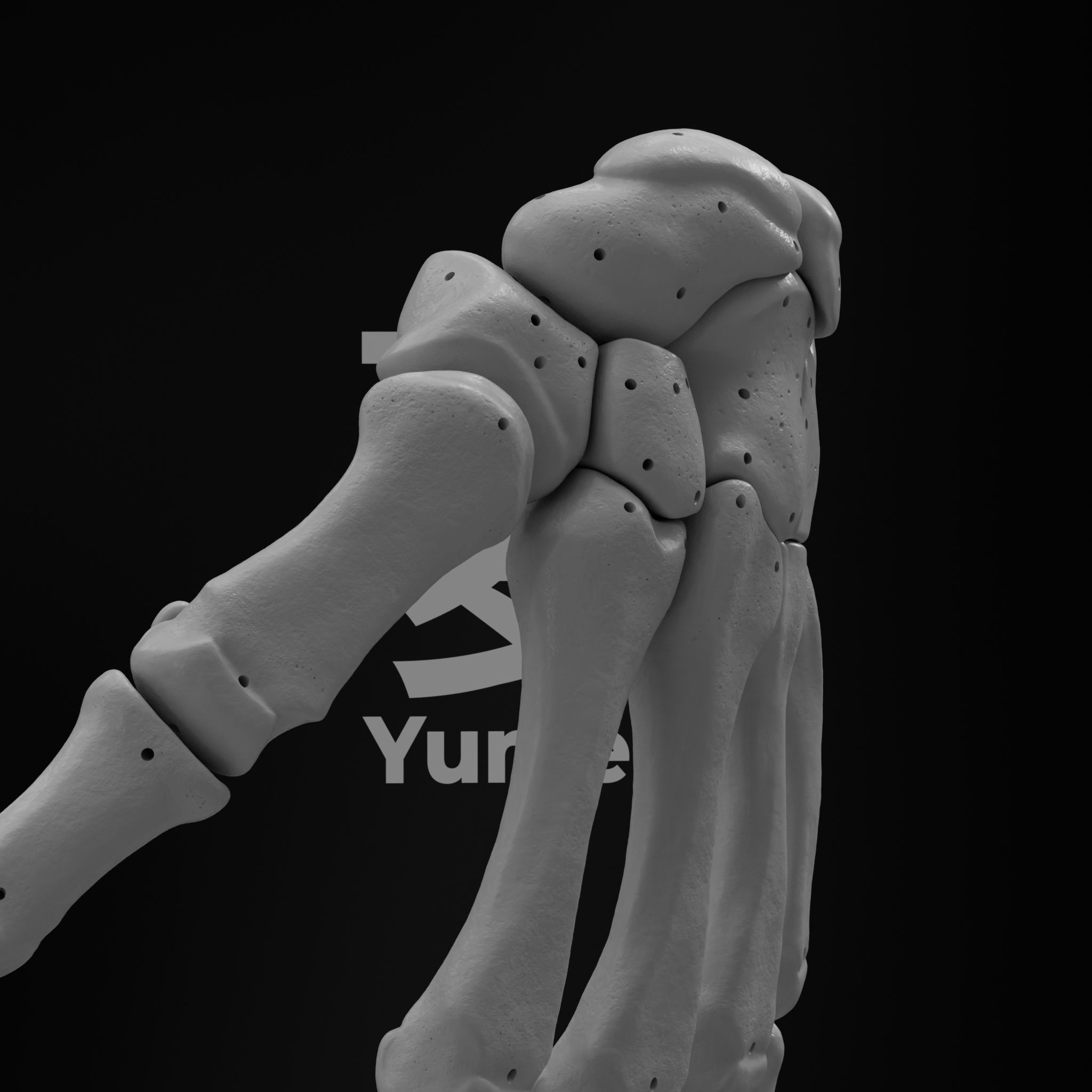 Human Lt Arm and Hand Bones 3D model 3D printable | CGTrader