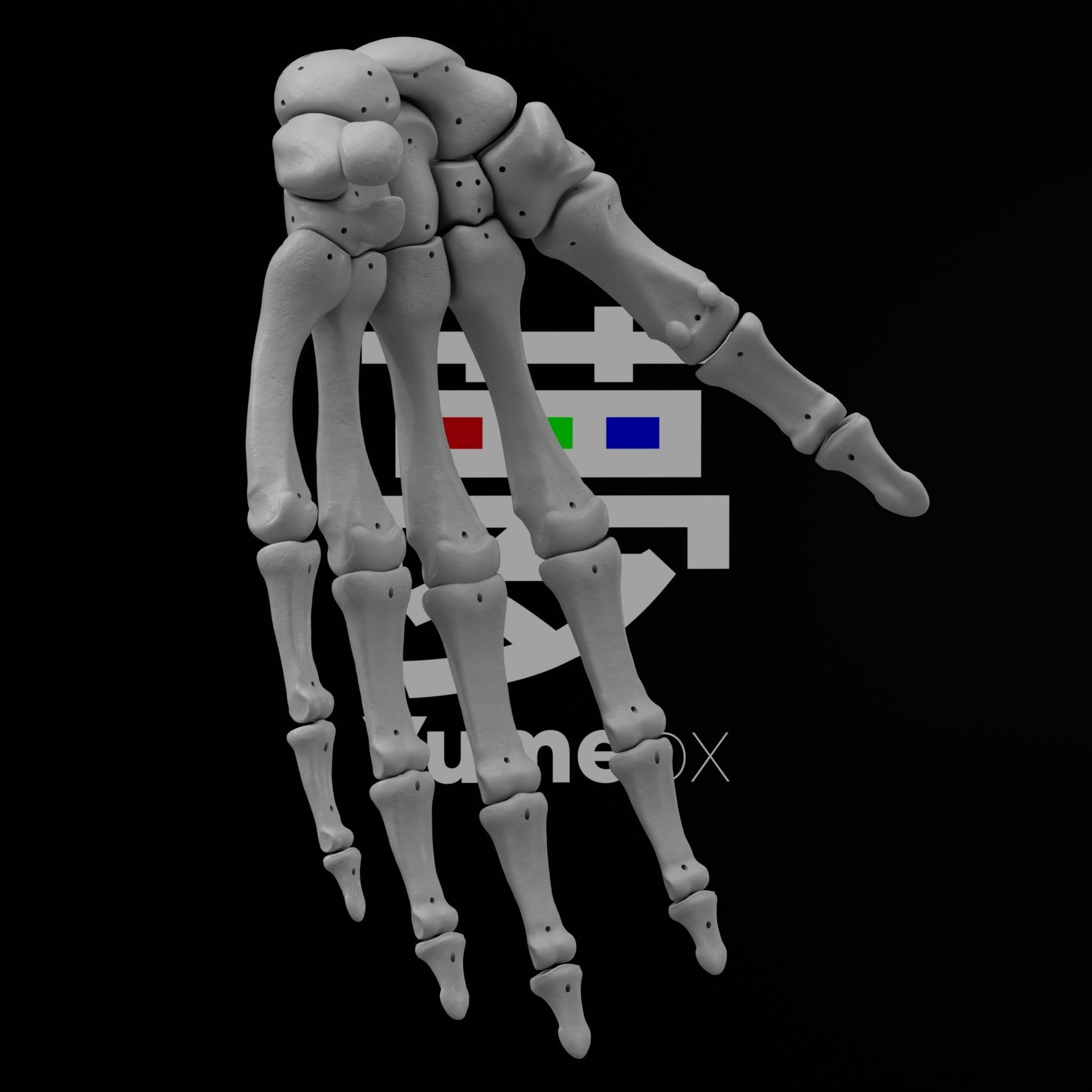 Human Lt Arm and Hand Bones 3D model 3D printable | CGTrader