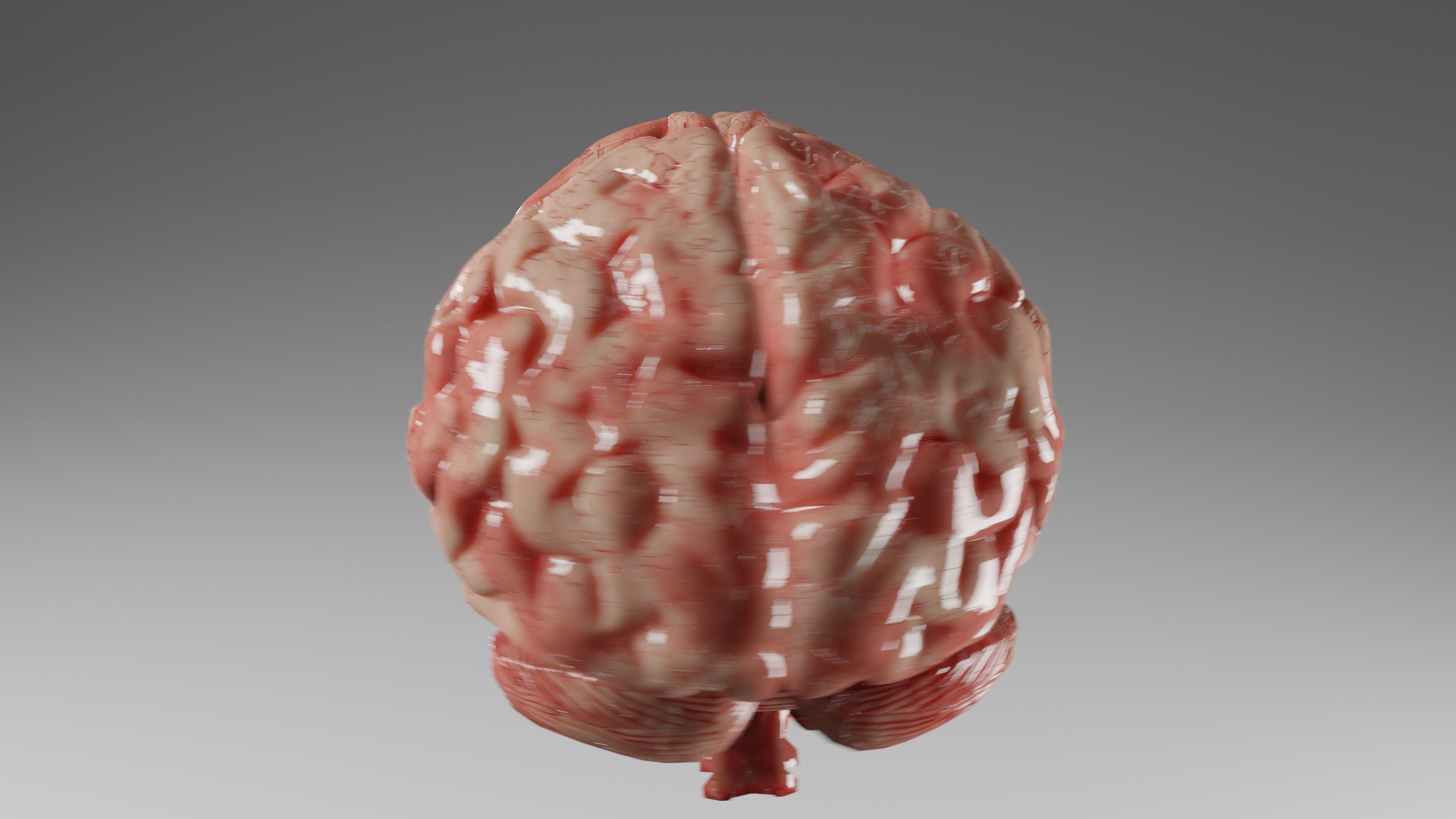 Human Brain 3D PBR Model - Eevee Render Engine 3D model | CGTrader