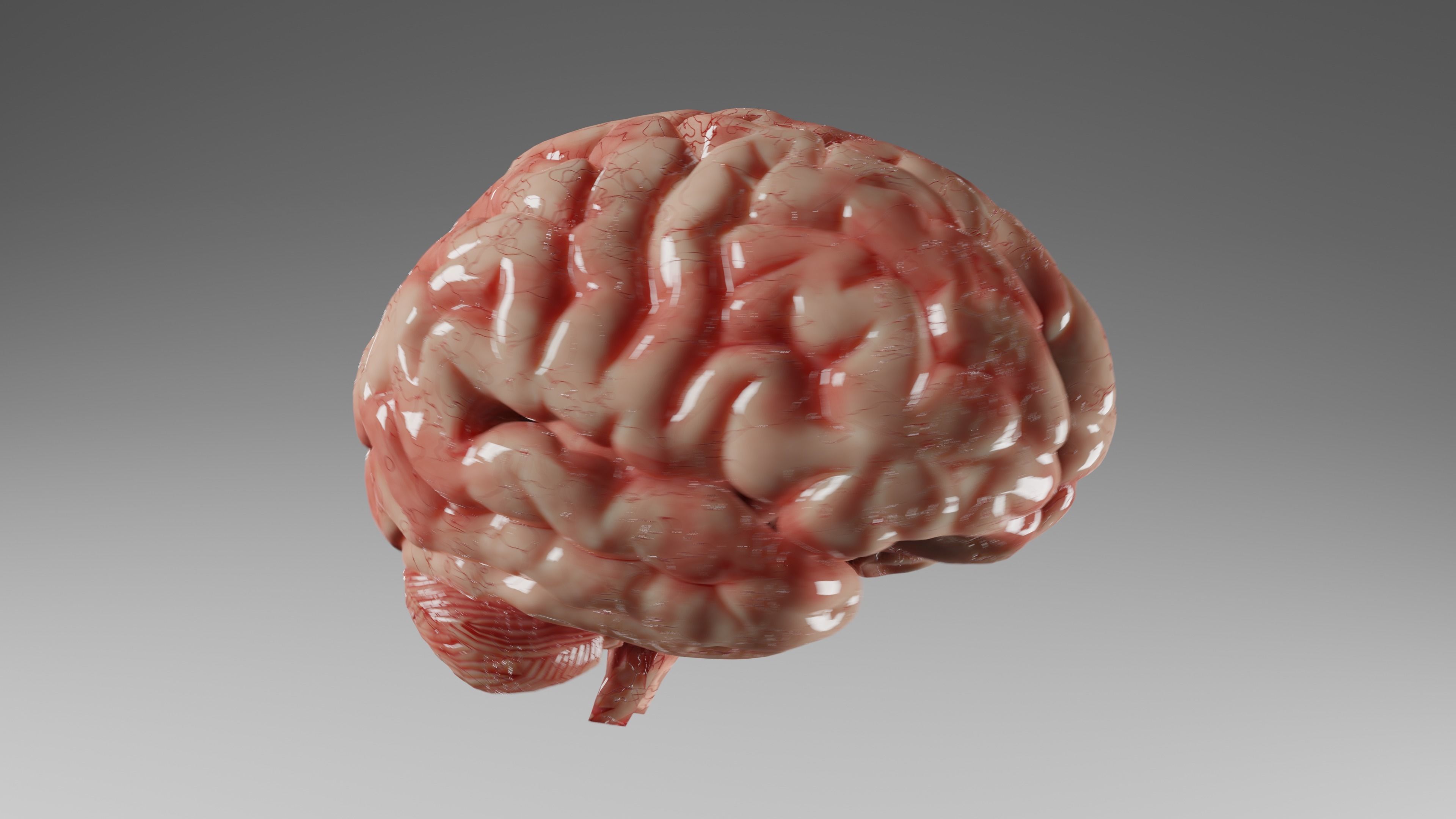 Human Brain 3D PBR Model - Eevee Render Engine 3D model | CGTrader