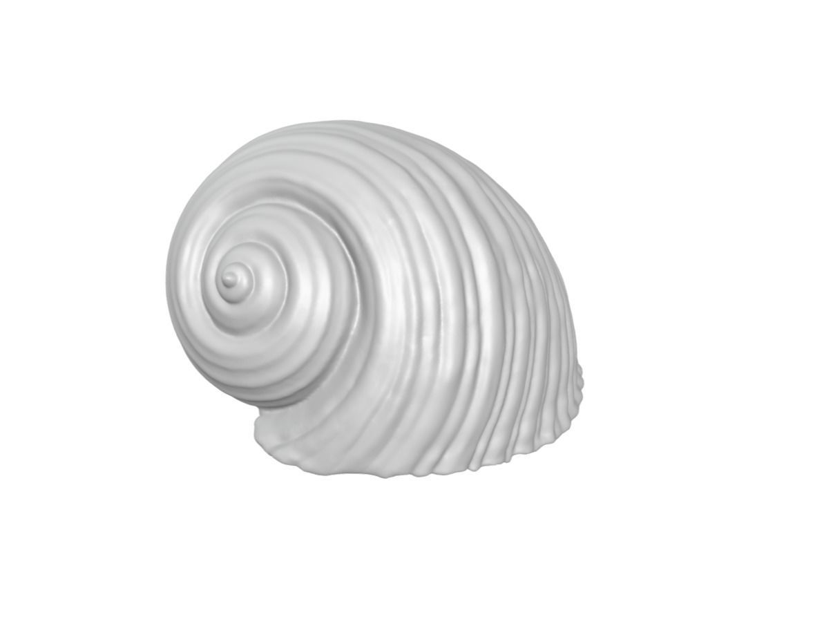 Shell - seashell - conch - sea 3D model 3D printable | CGTrader