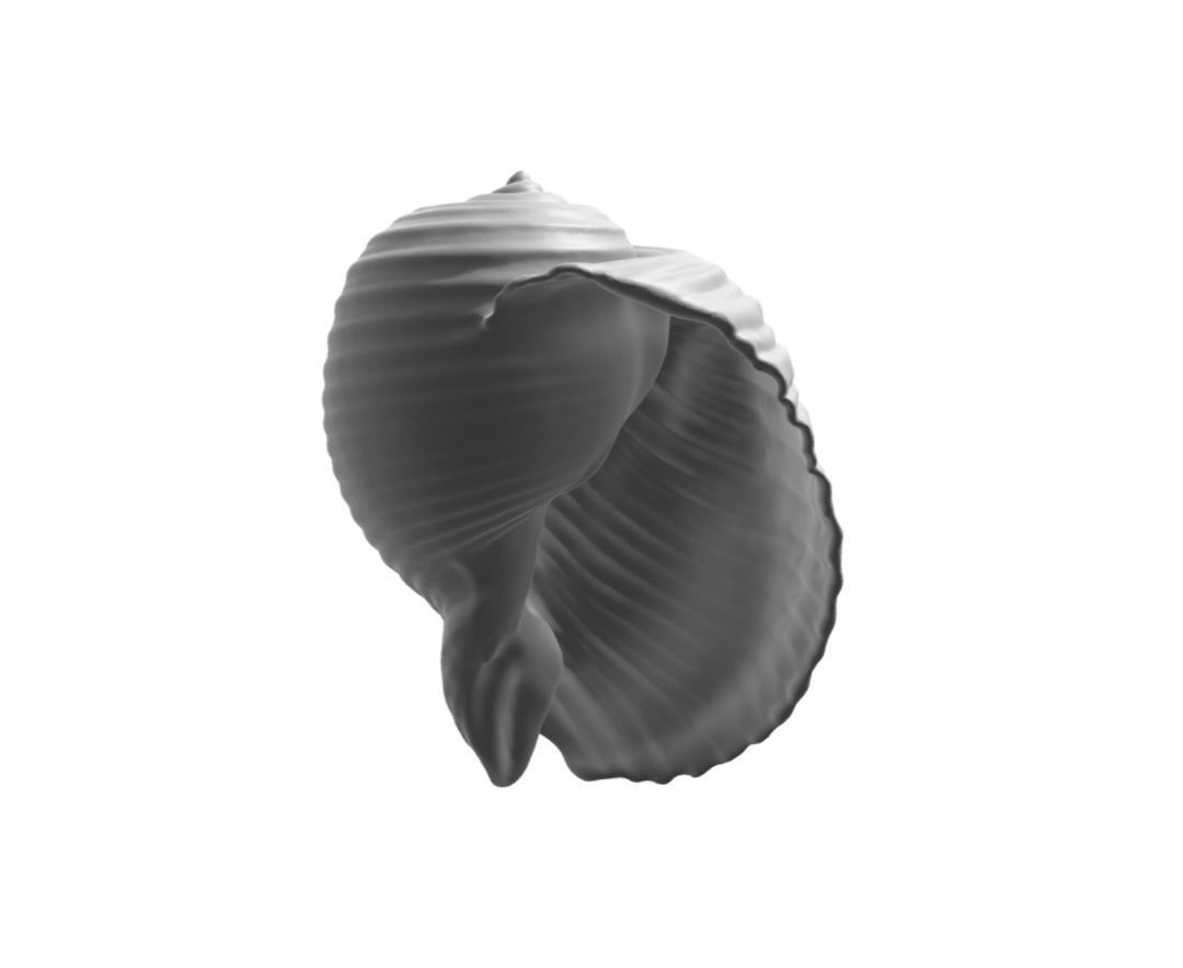 Shell - seashell - conch - sea 3D model 3D printable | CGTrader