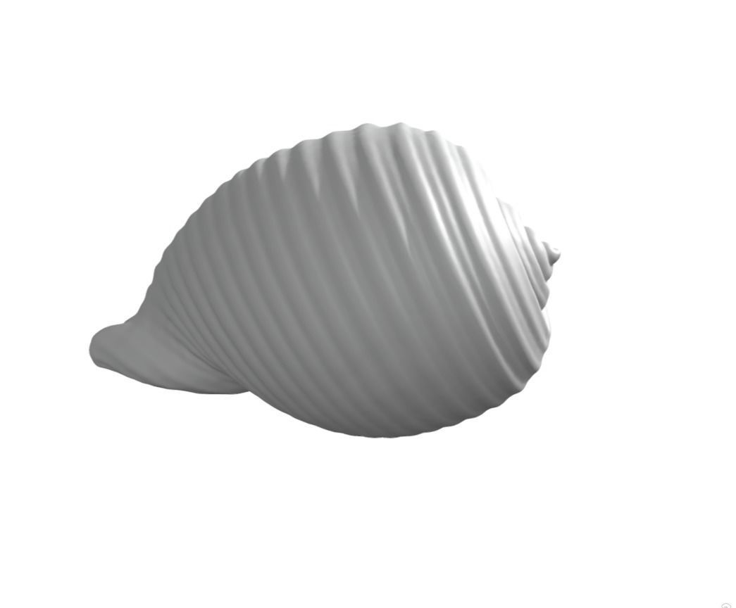 Shell - seashell - conch - sea 3D model 3D printable | CGTrader