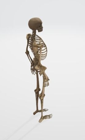 3D model High-Resolution 3D Model of the Human Skeleton VR / AR / low ...