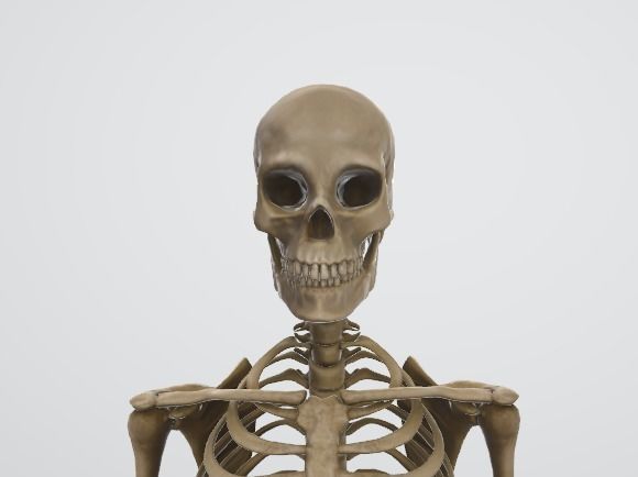 3D model High-Resolution 3D Model of the Human Skeleton VR / AR / low ...